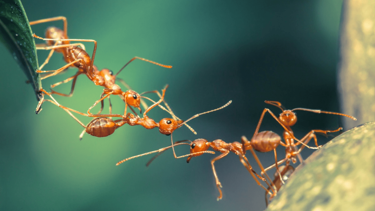 Here's How Many Ants There Are On Earth And More Fun Facts About Ants
