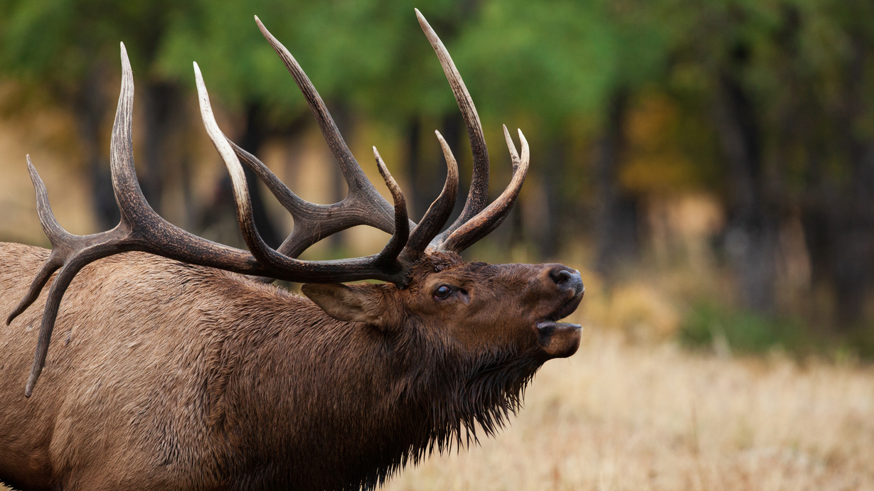 Bow Hunters Hide In Fear As Two Massive Bull Elk Battle It Out (Video)