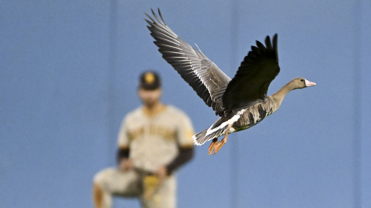 PETA Investigating Whereabouts Of Goose From Dodgers-Padres Game