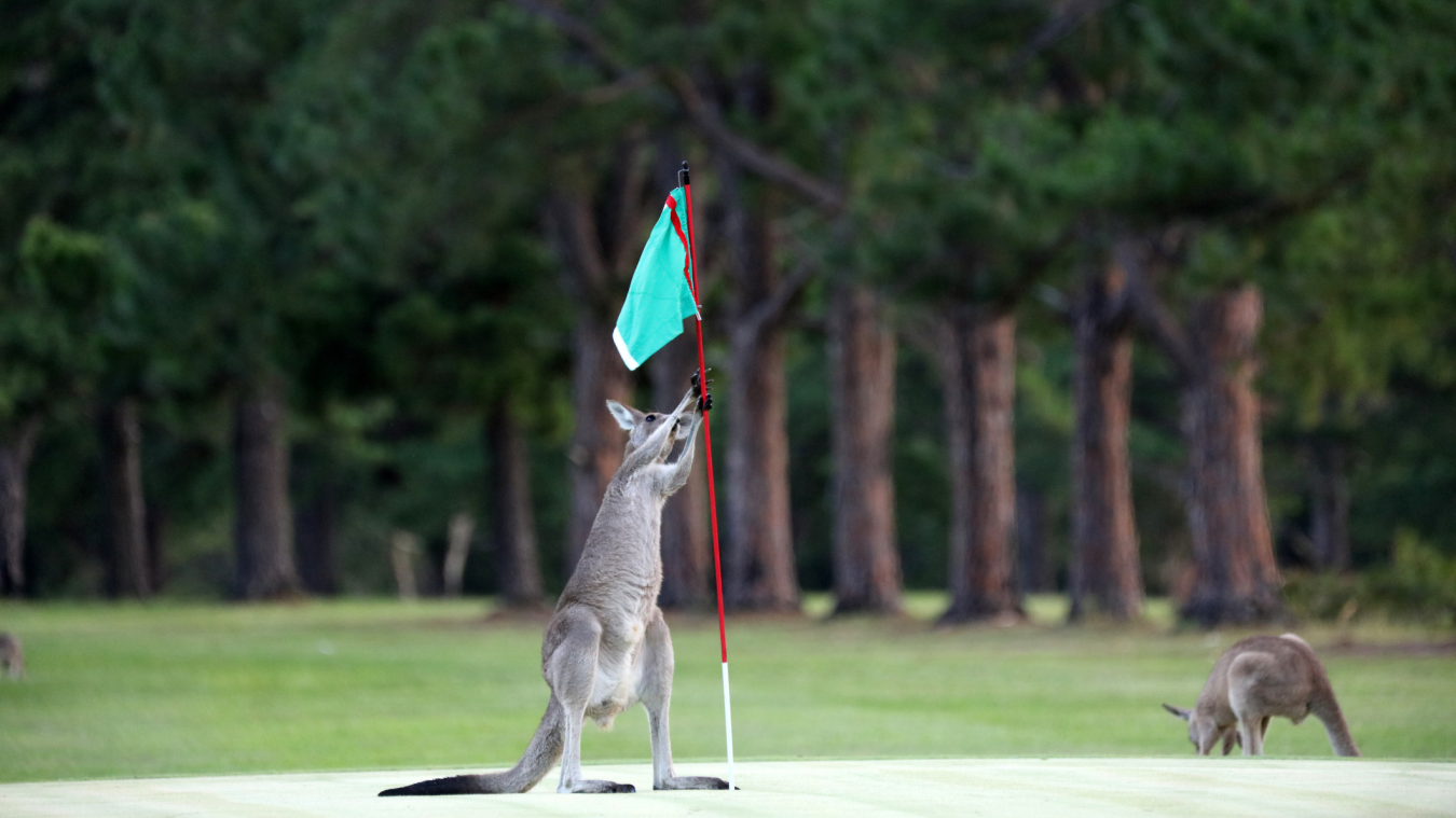 Aussie Golfers Use The Spiciest Language During Heated Argument