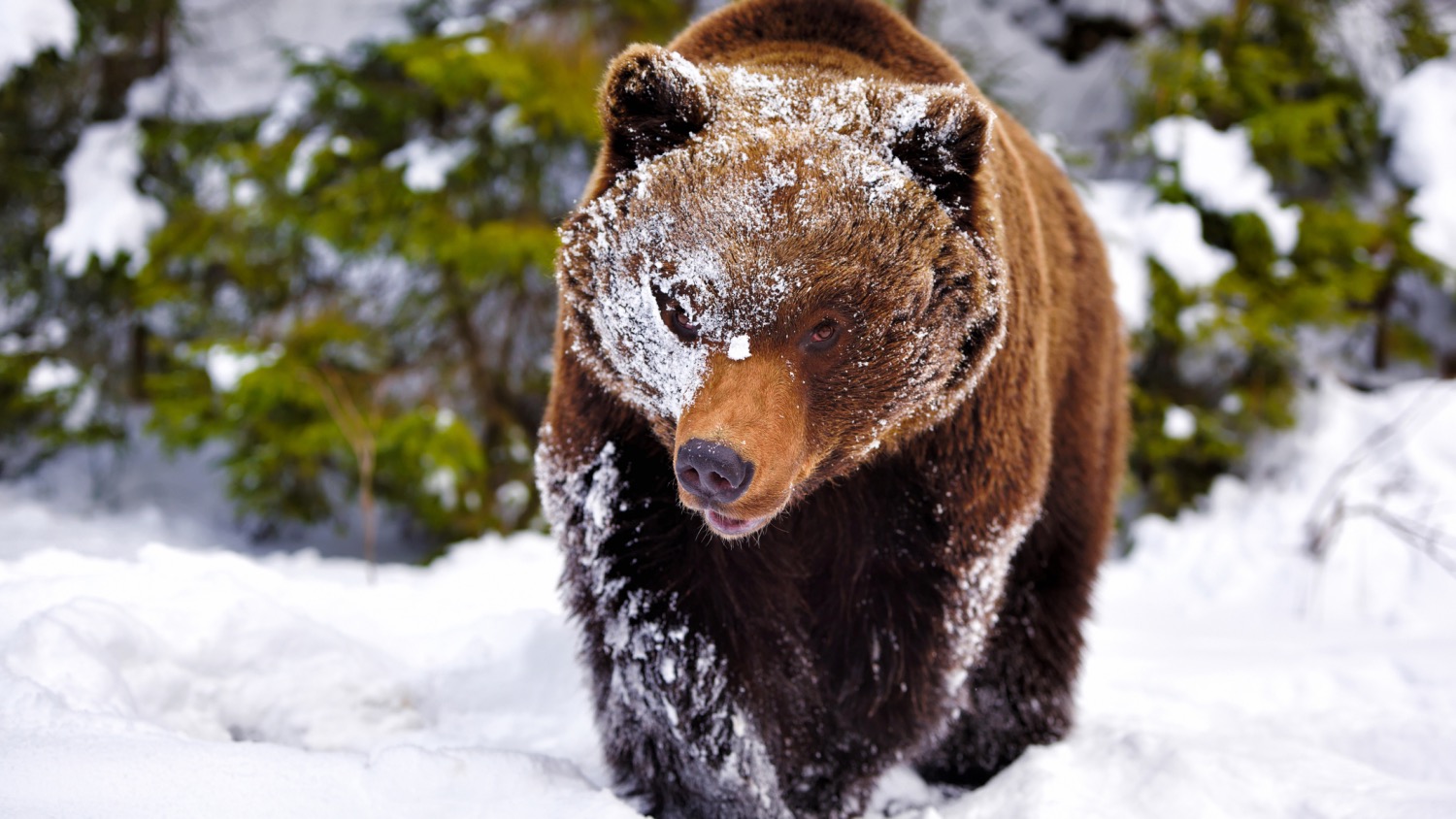 First Poster For 'Cocaine Bear' Movie About A Bear That Ate Cocaine
