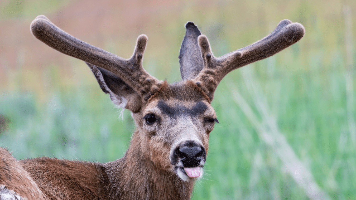 Deer Rips Off Xmas Lights And Sprints Away With Them On Its Antlers