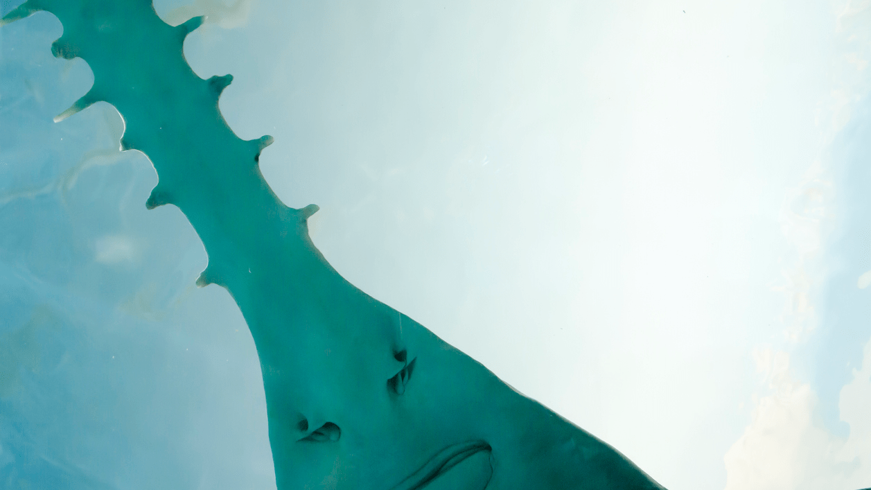 13-Foot Sawfish Caught In Florida Looks Like A Prehistoric Dinosaur