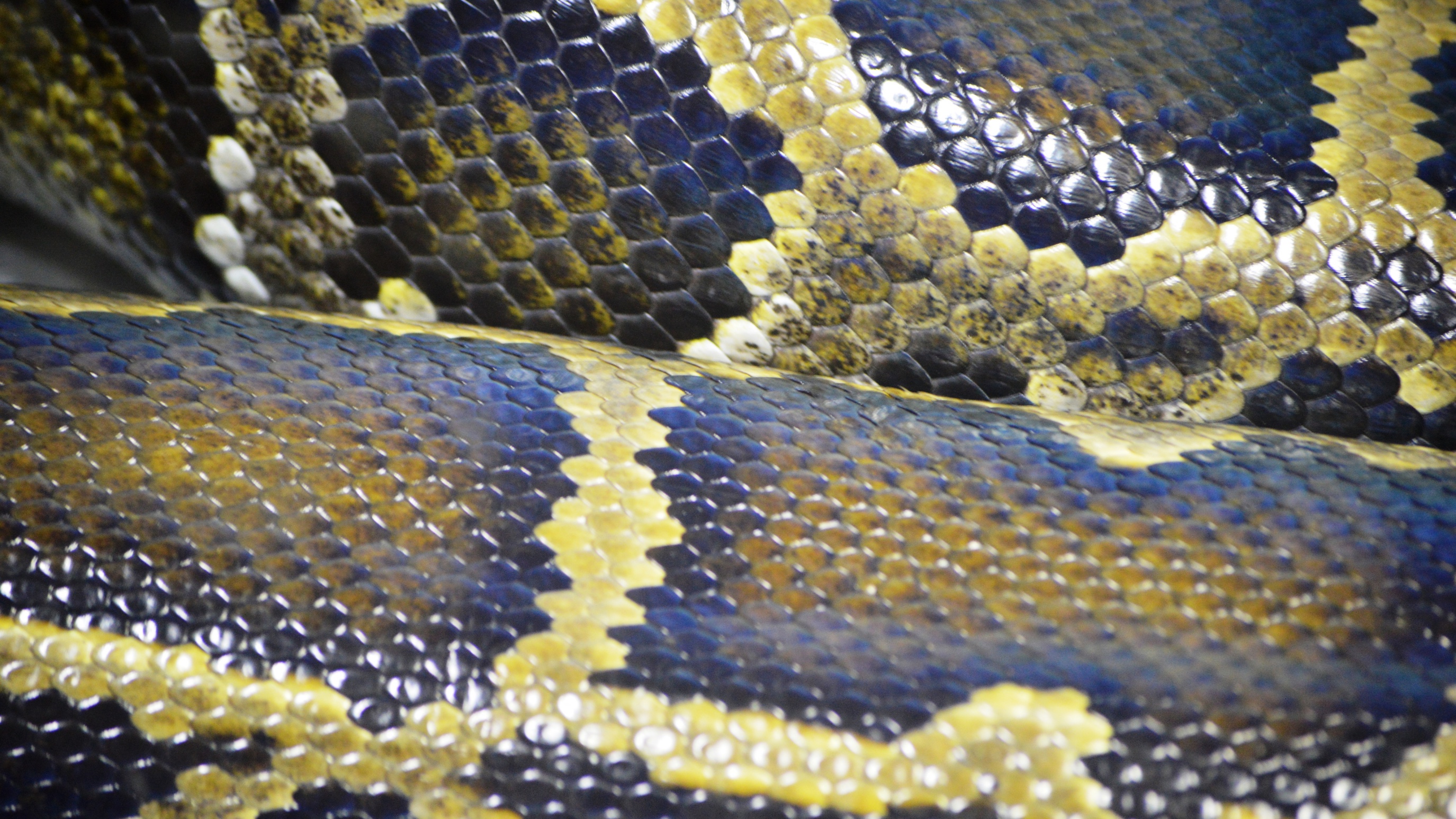 Forrest Galante Discusses Alleged 50-Foot Snake Seen In The Congo