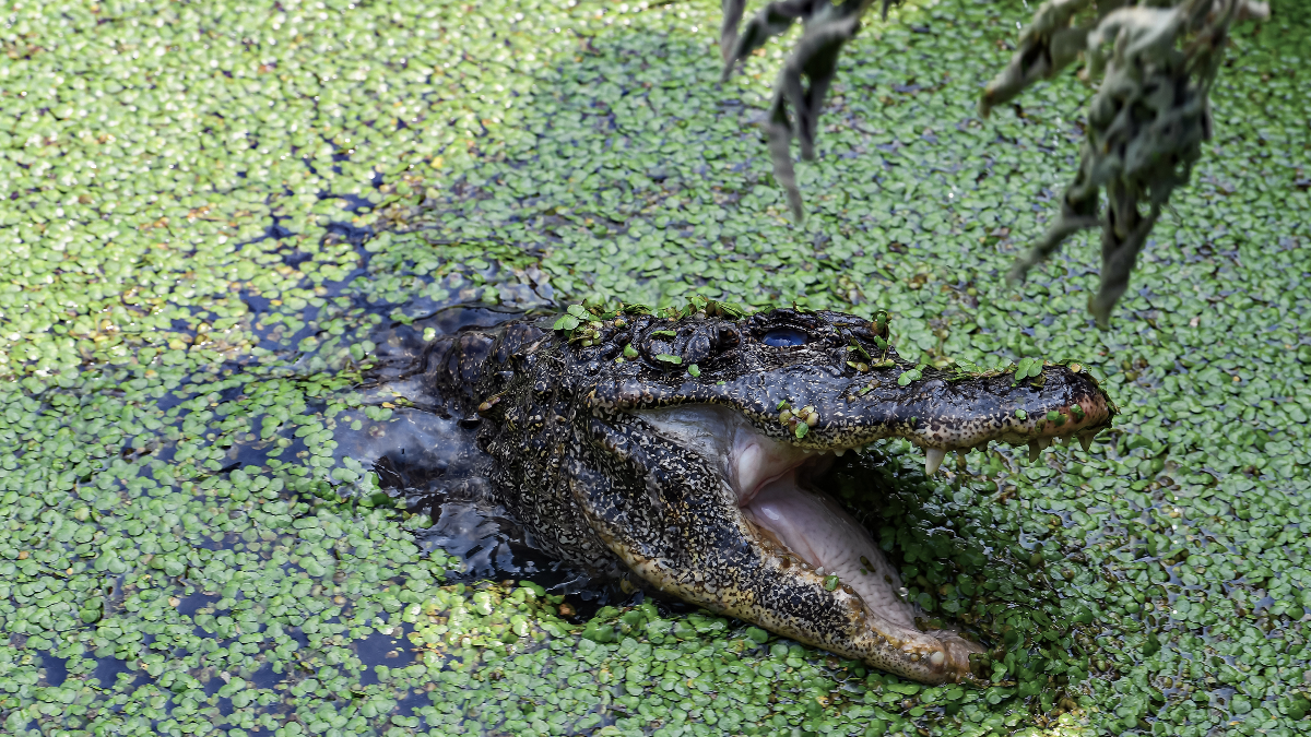 'Attack Of The Meth Gator' Is The New 'Cocaine Bear'