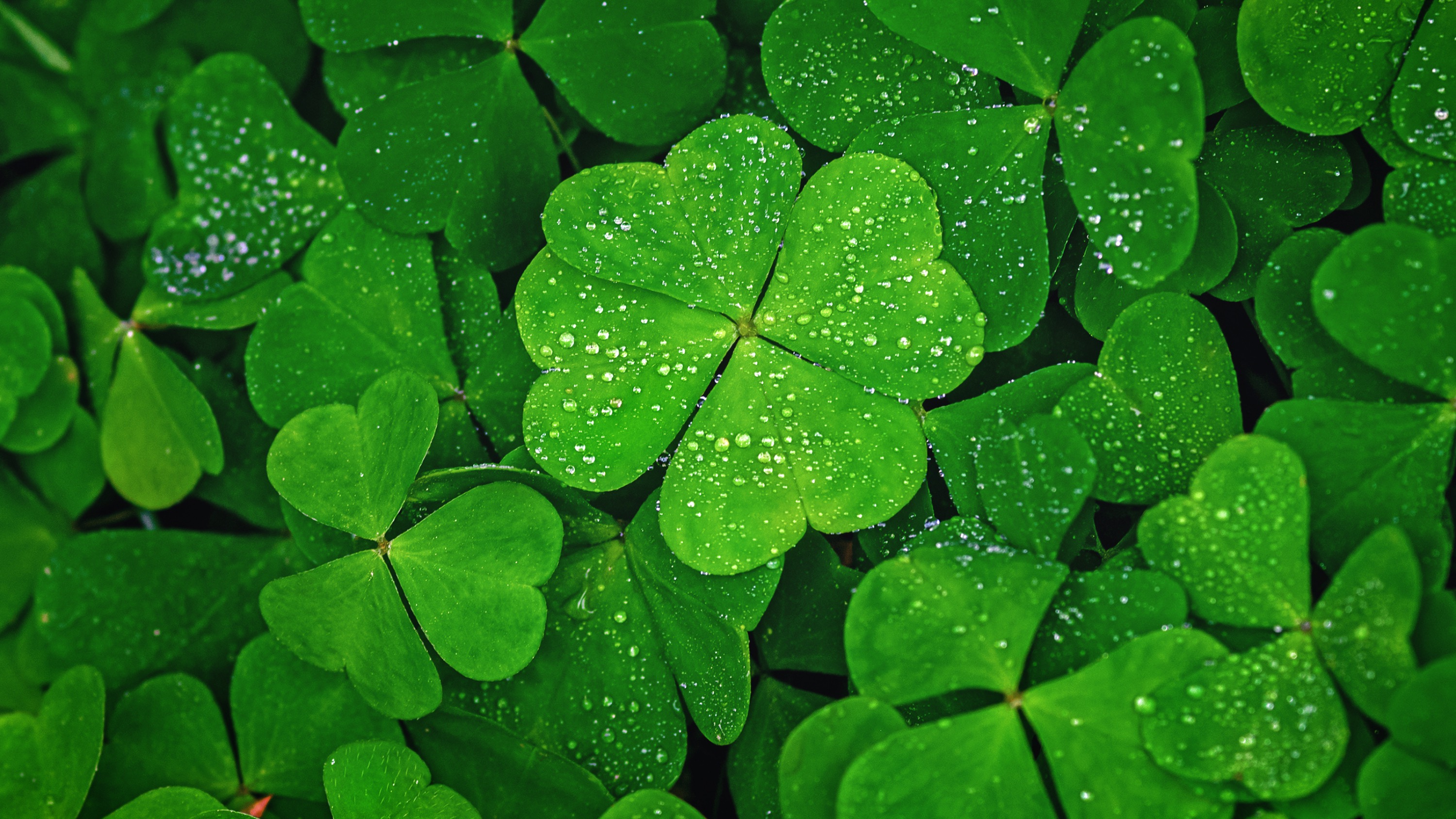 Luckiest Woman Alive Smashes Multiple Four-Leaf Clover World Records