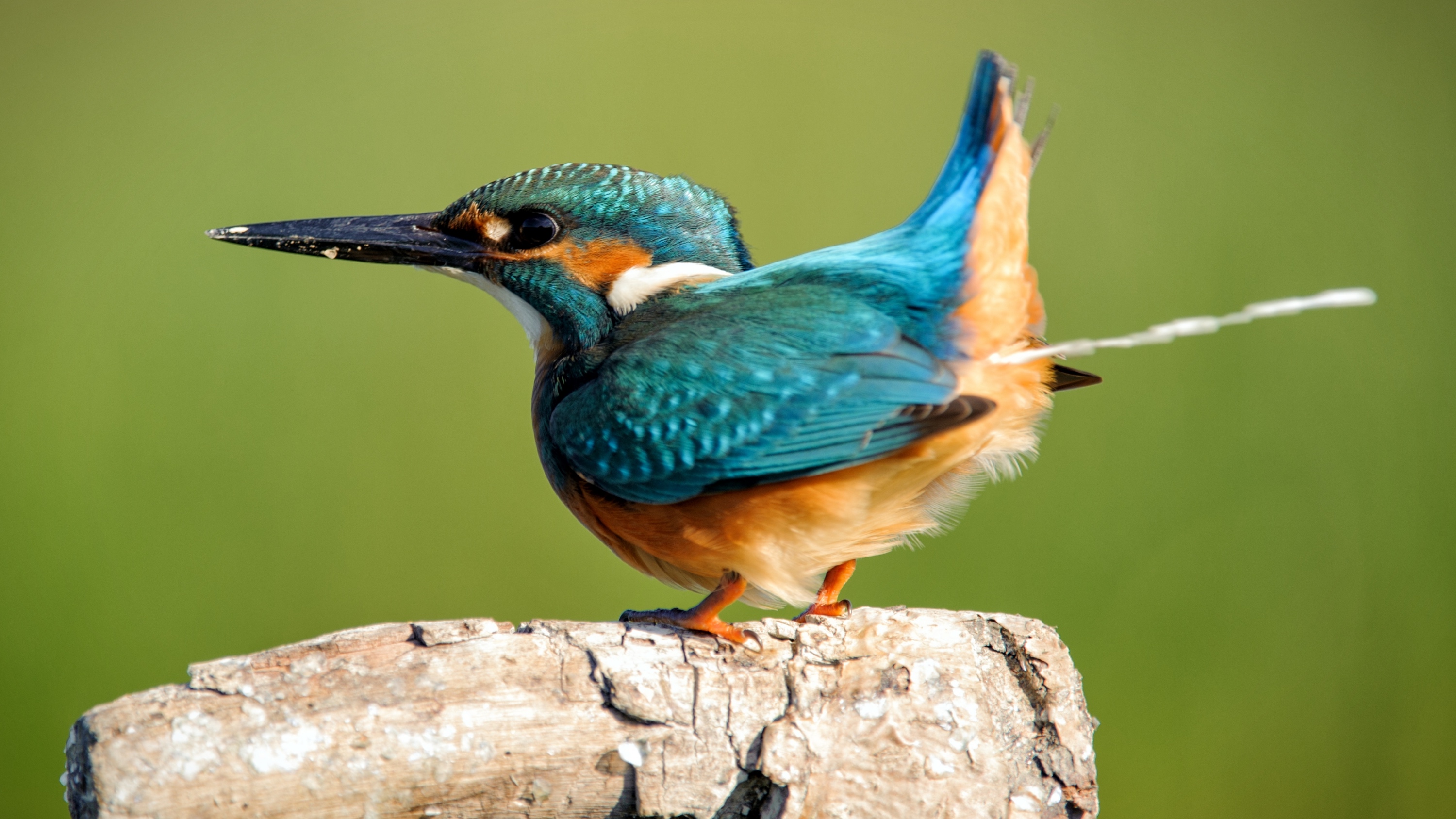 Bride Gets Pooped On By Bird At The Altar, Groom Loses It Laughing