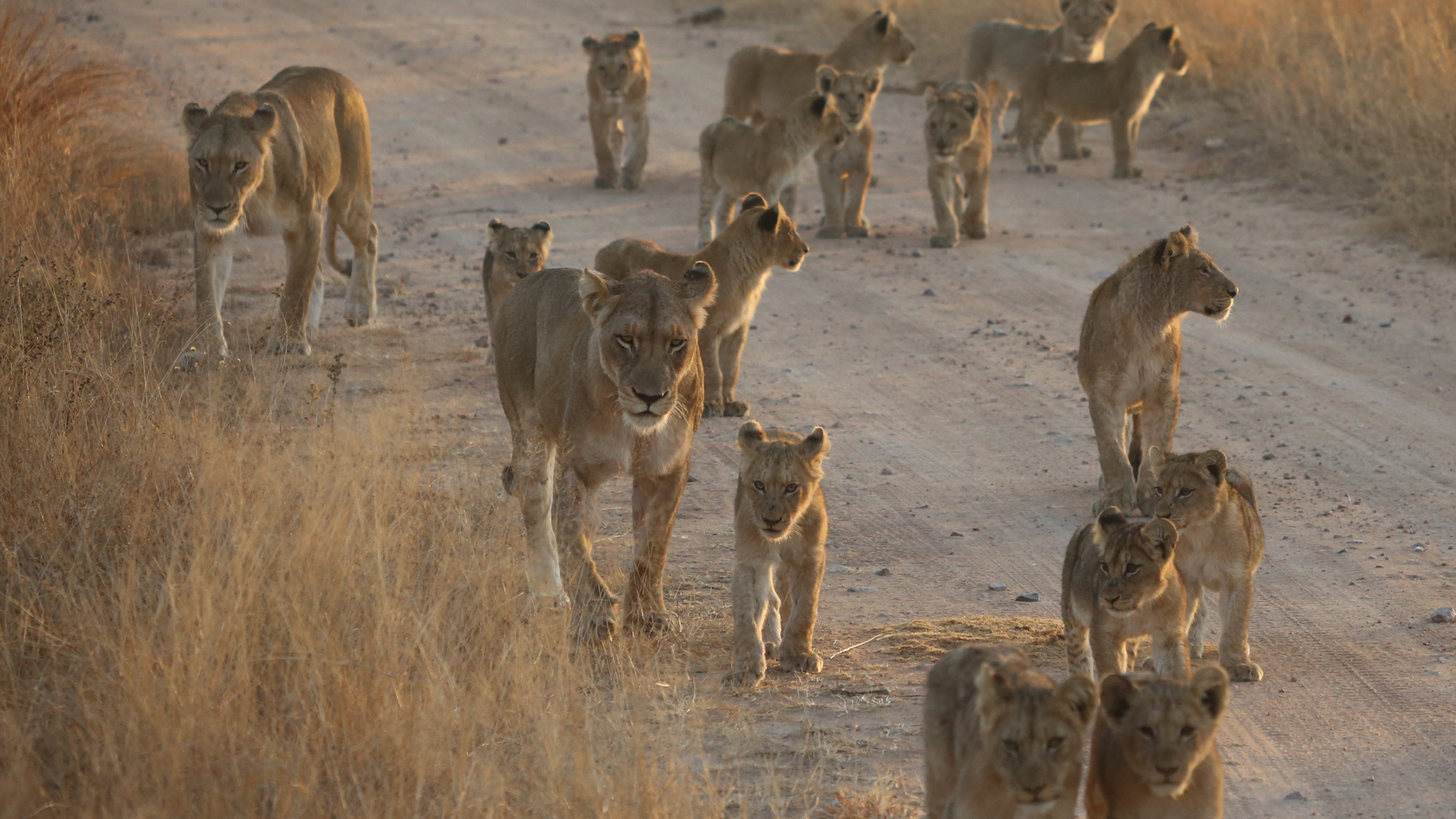 Must-See Video Shows Pride Of Lions Taking Over An Entire Highway