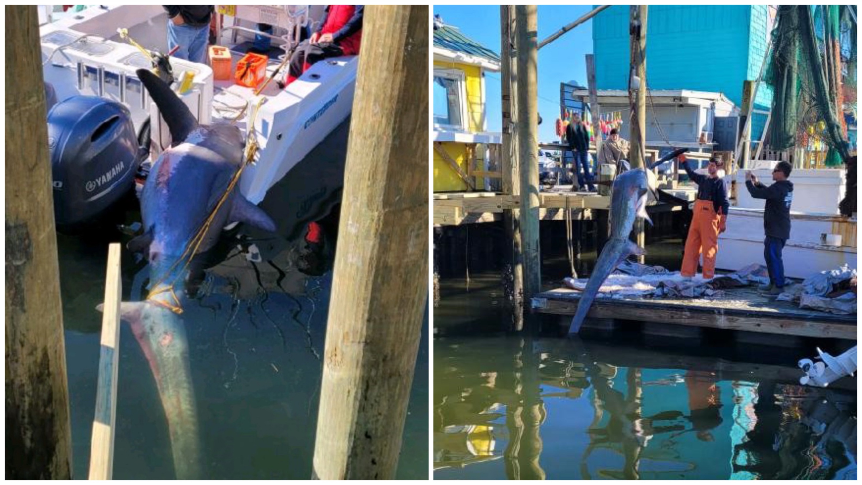 Massive Thresher Shark Is 400+ Pounds Bigger Than Previous NC Record