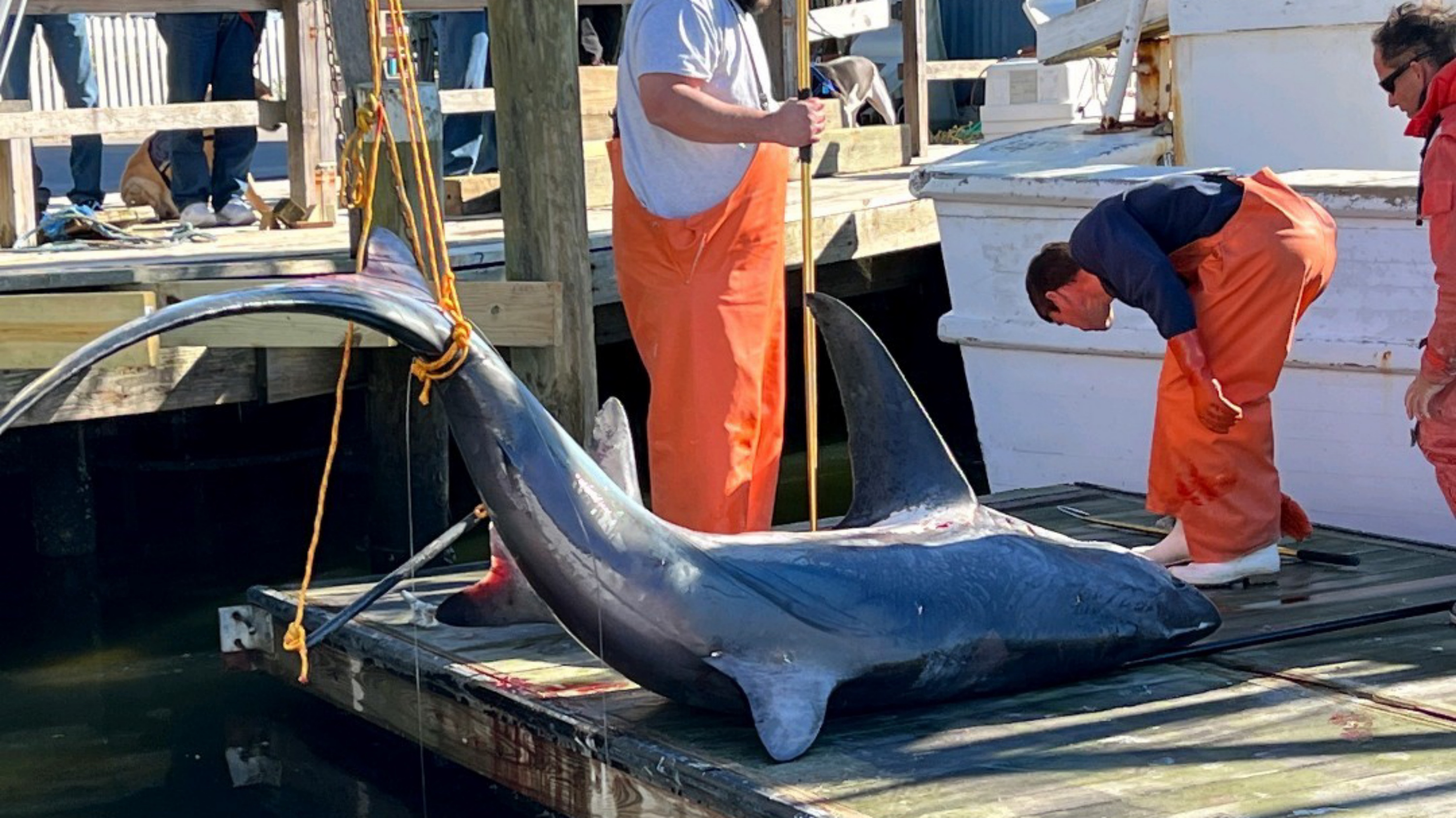 Massive Thresher Shark Is 400+ Pounds Bigger Than Previous NC Record