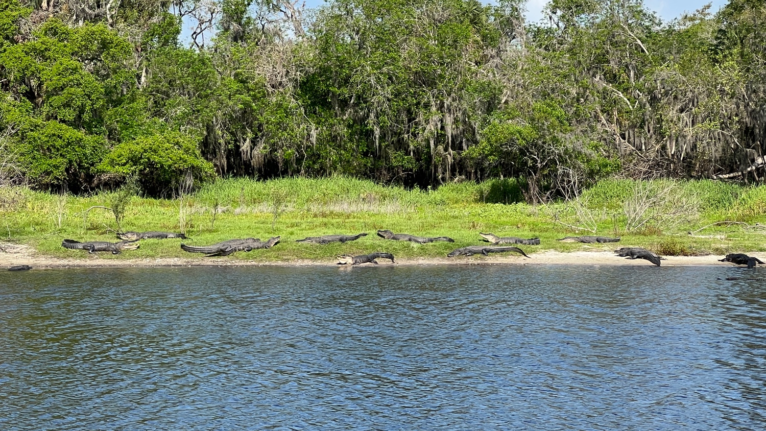 Florida Alligator Easily Rips Apart Metal Fence And Walks Through
