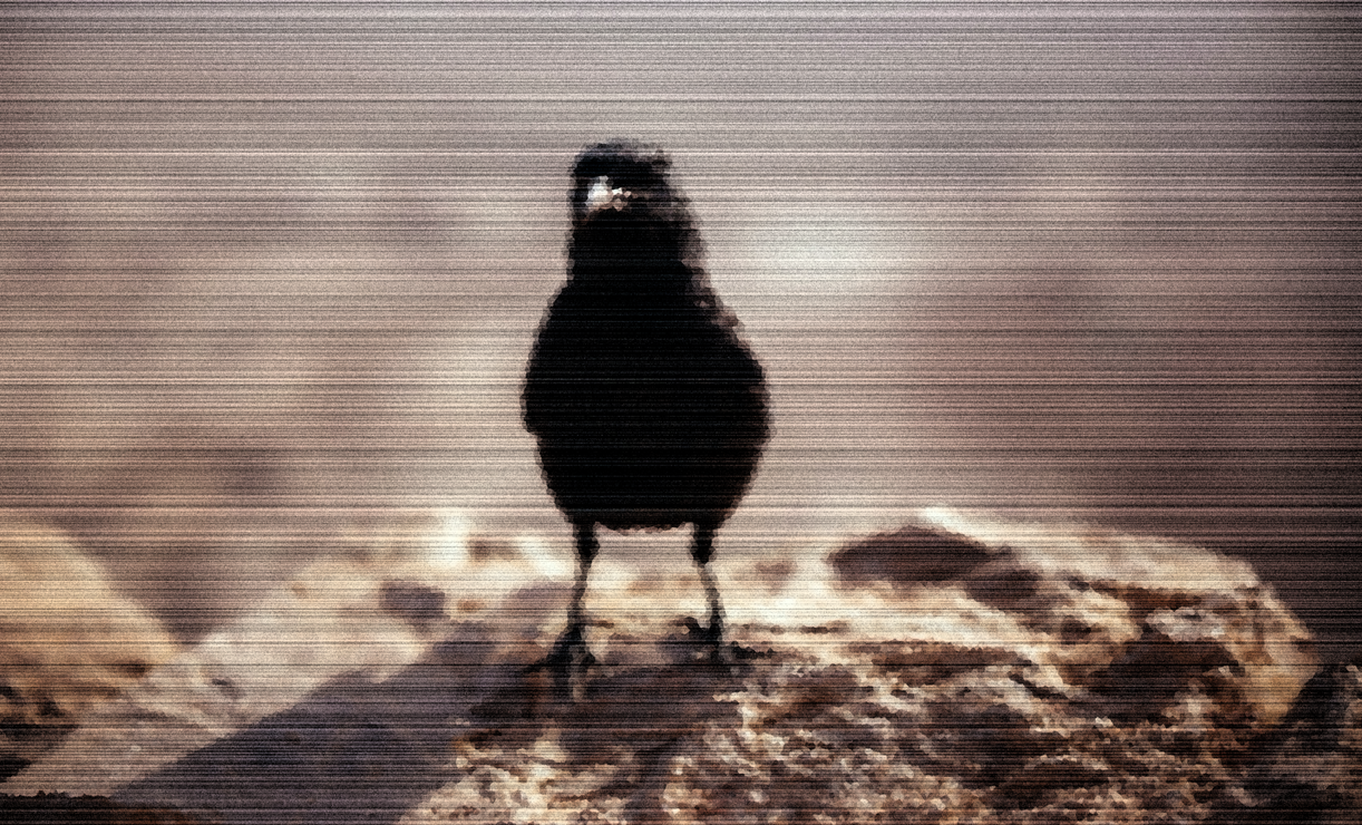 Another 'Glitch In The Matrix' - Bird Filmed Motionless In Mid-Air