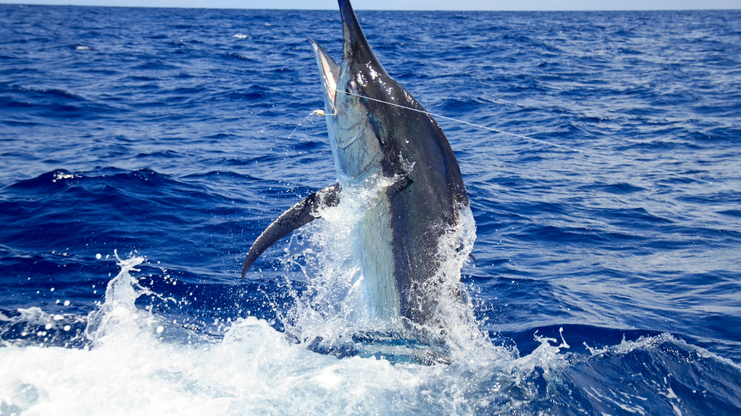 Pilot Whales Engulf 300+ Pound Marlin In Fiji