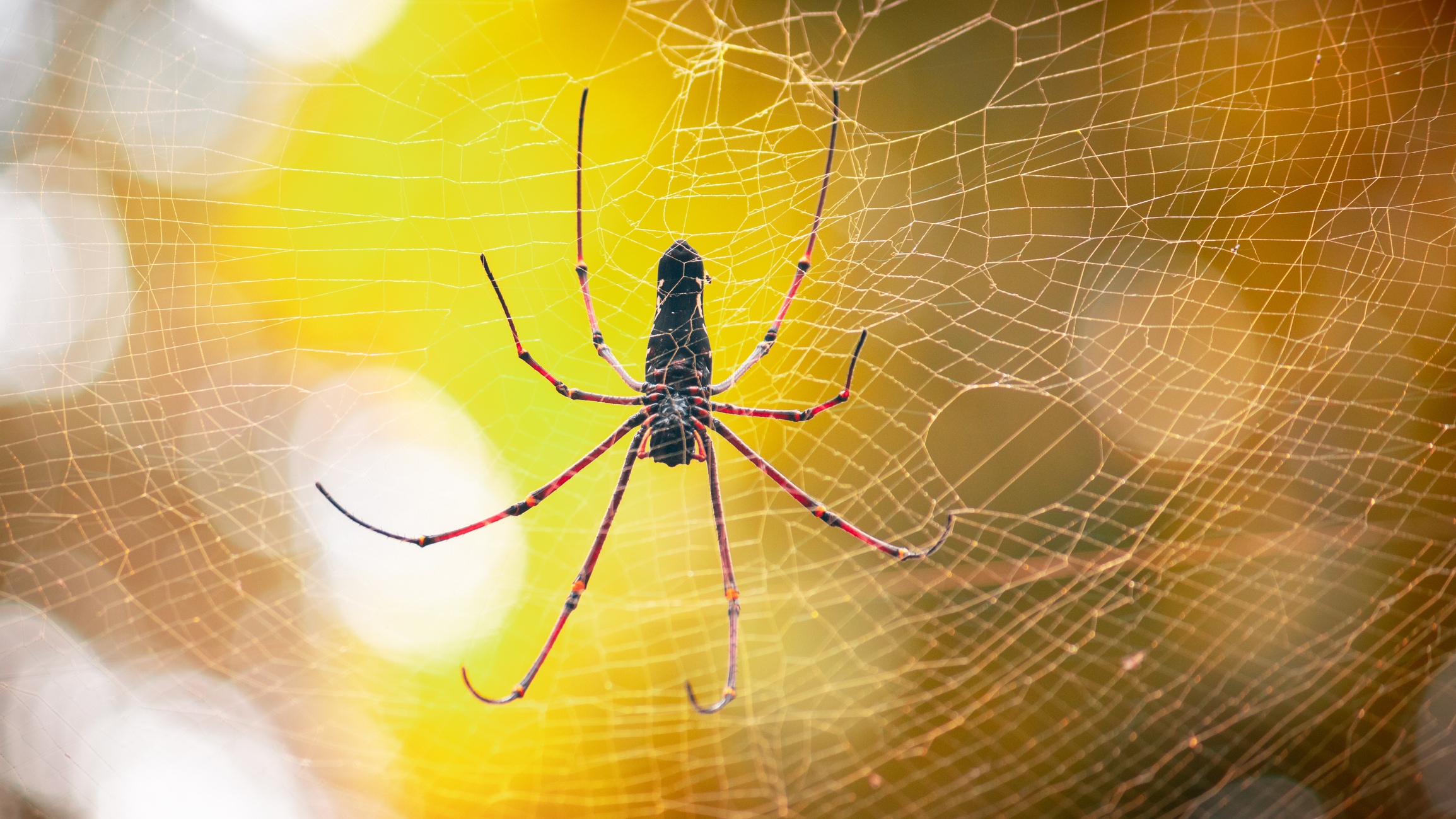 South African Spiders Are Spinning Webs So Strong They Catch Birds
