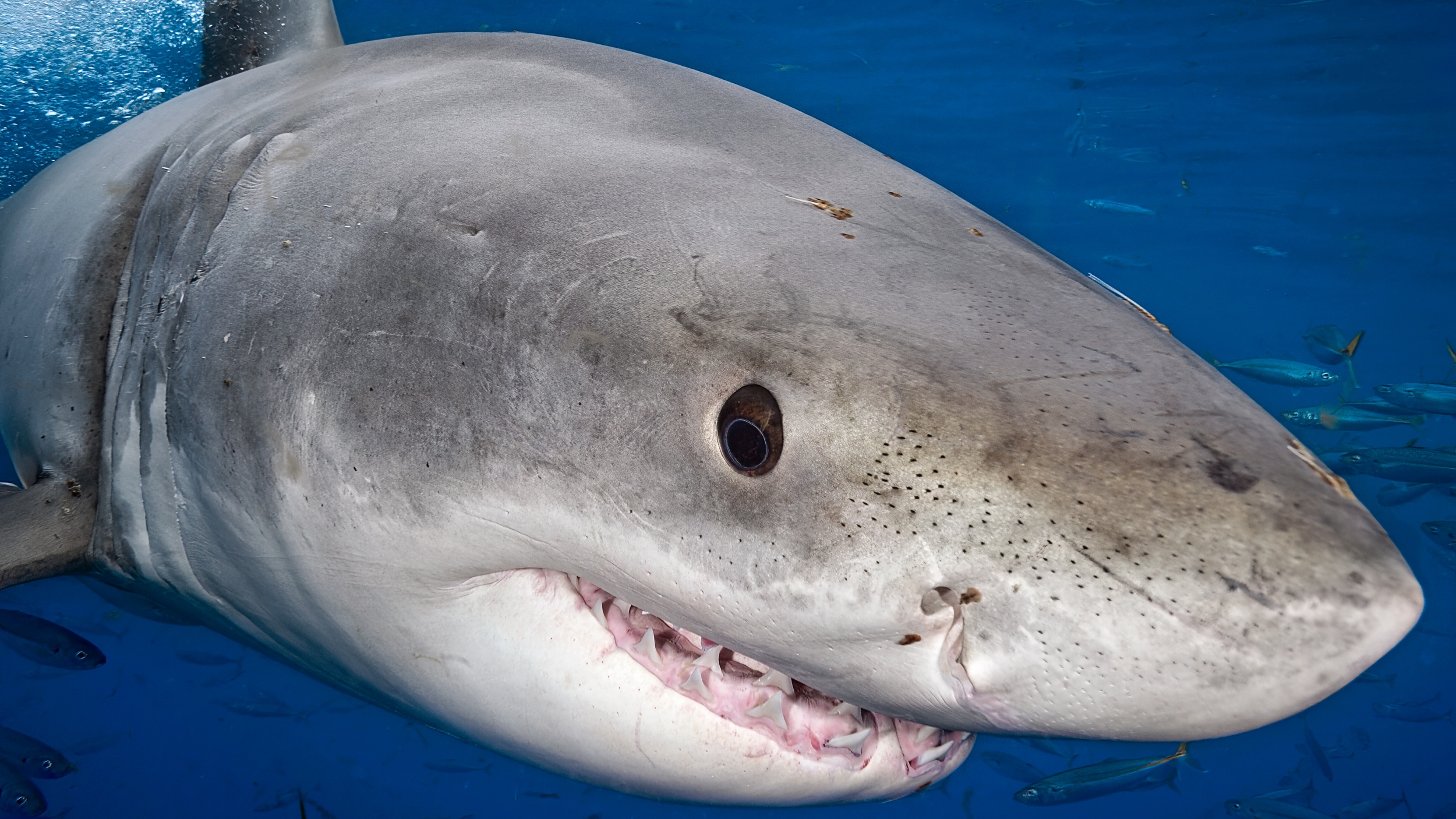 Fishermen Land First Great White Shark Caught From A Beach In Alabama