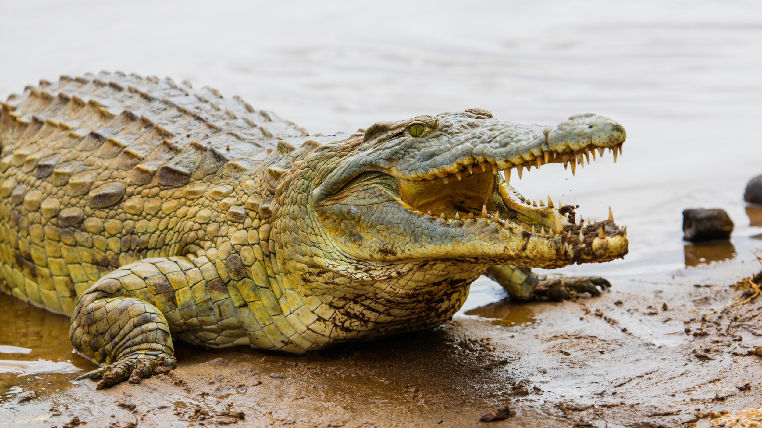 Massive Cannibal Crocodile Overpowers And Eats A Smaller Croc