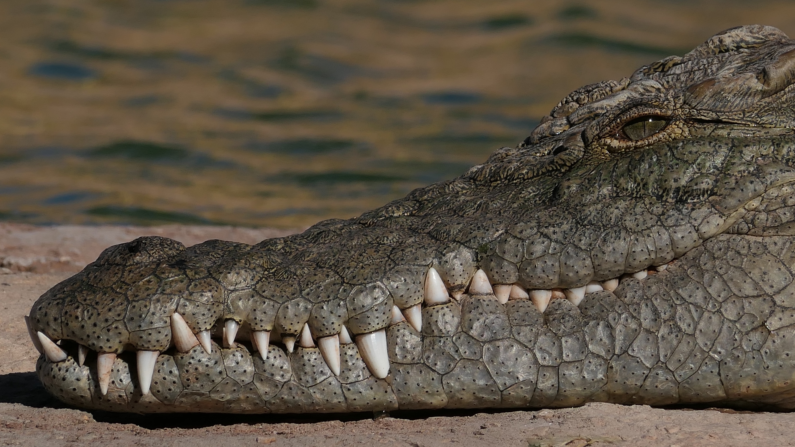 Crocodile Crashes Picnic, Steals A Beer Cooler, Then Fights Another Croc