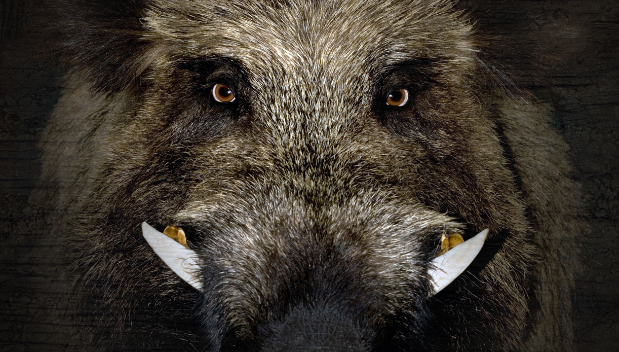 Man Knocked Unconscious When Wild Boar Attacks Him While Barbecuing