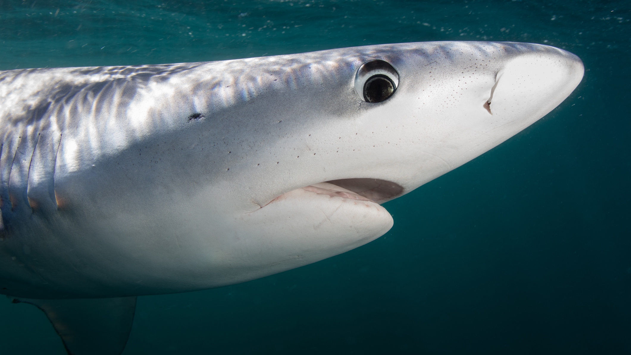 'Cocaine Shark' Trends After Italian Police Find 2 Tons Off Sicily