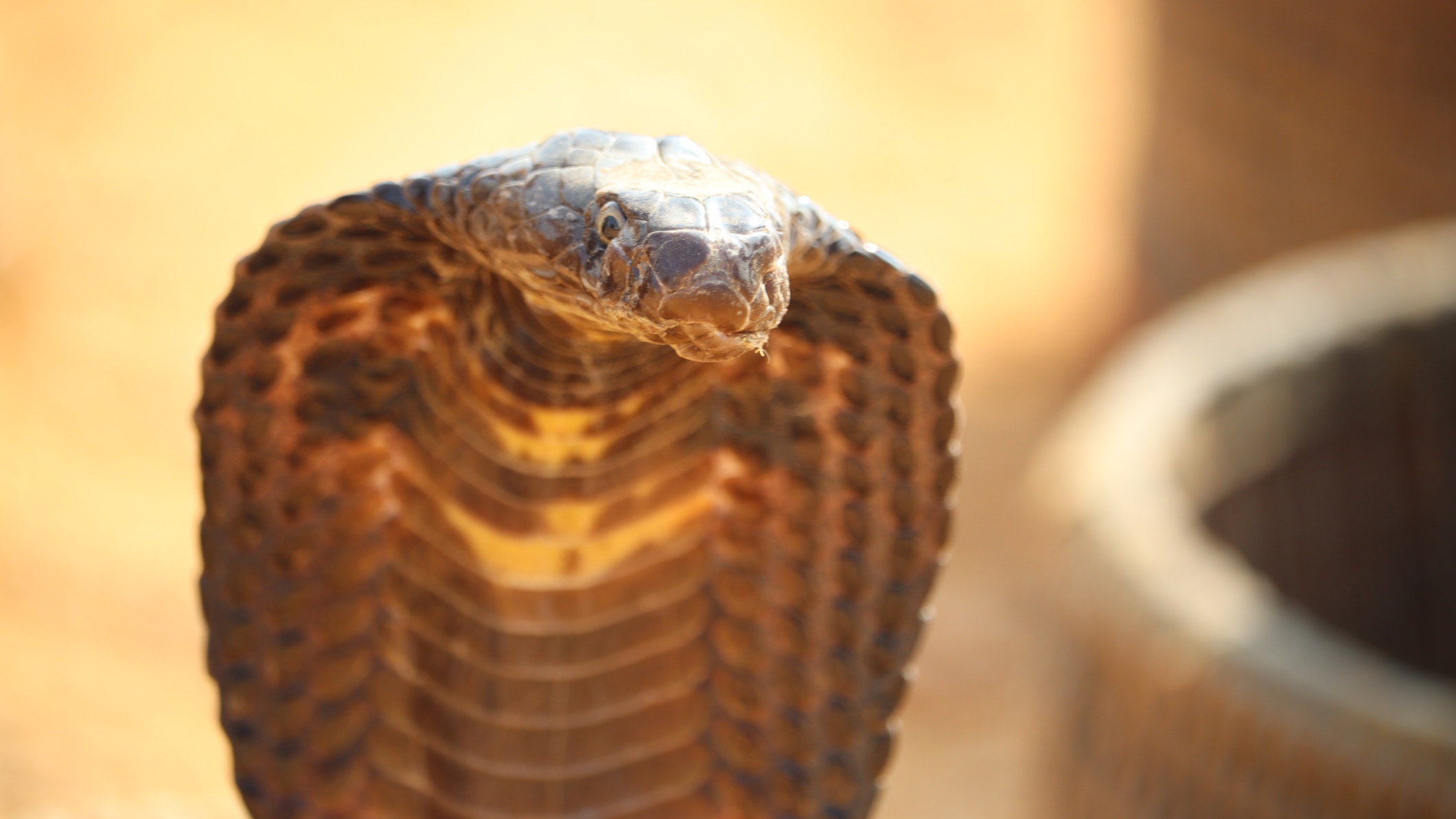 Pilot Makes Emergency Landing After Finding A Cobra In His Seat