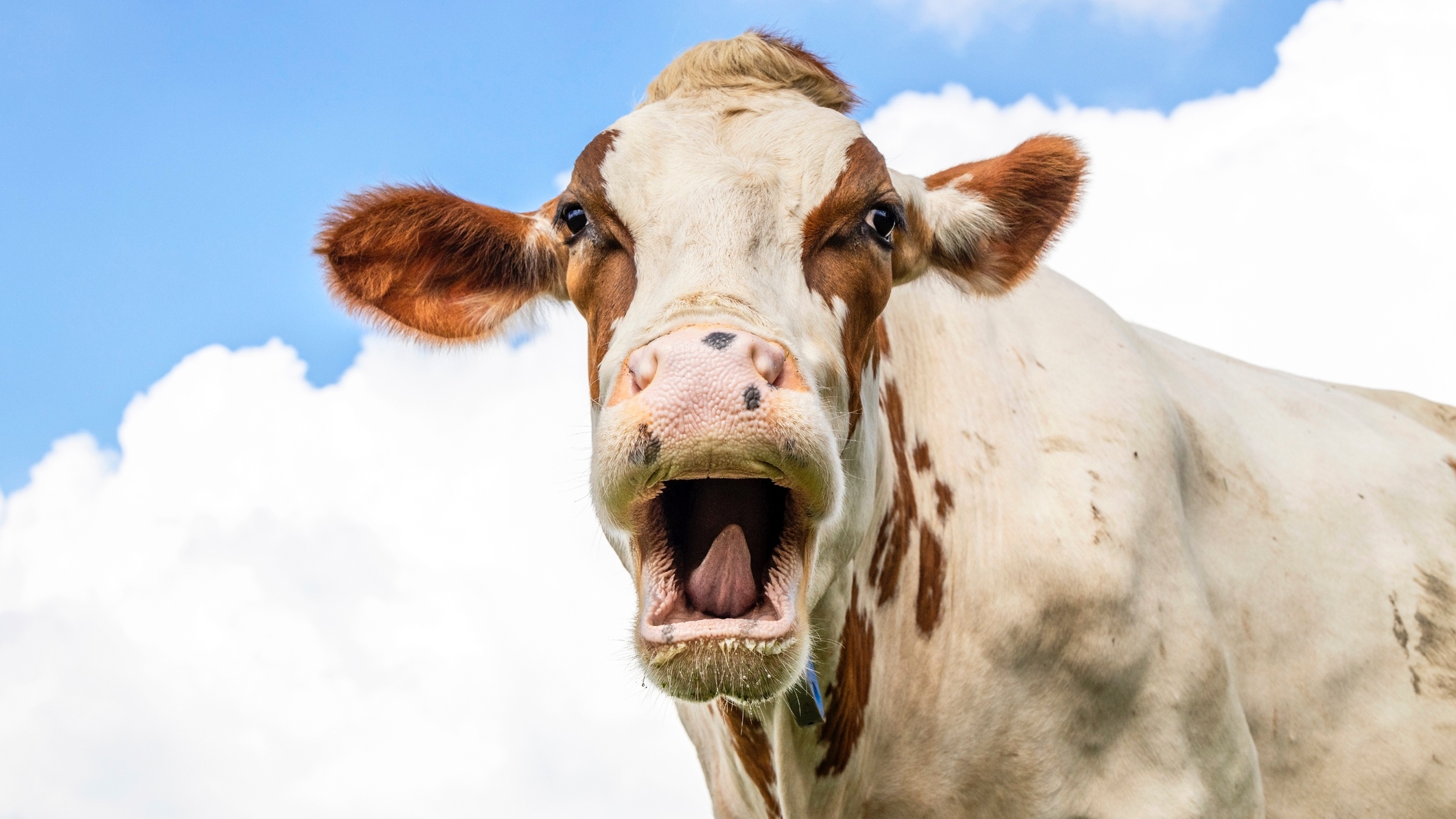 Cow Spoils Senior Prank And Runs Through Chicago Suburbs