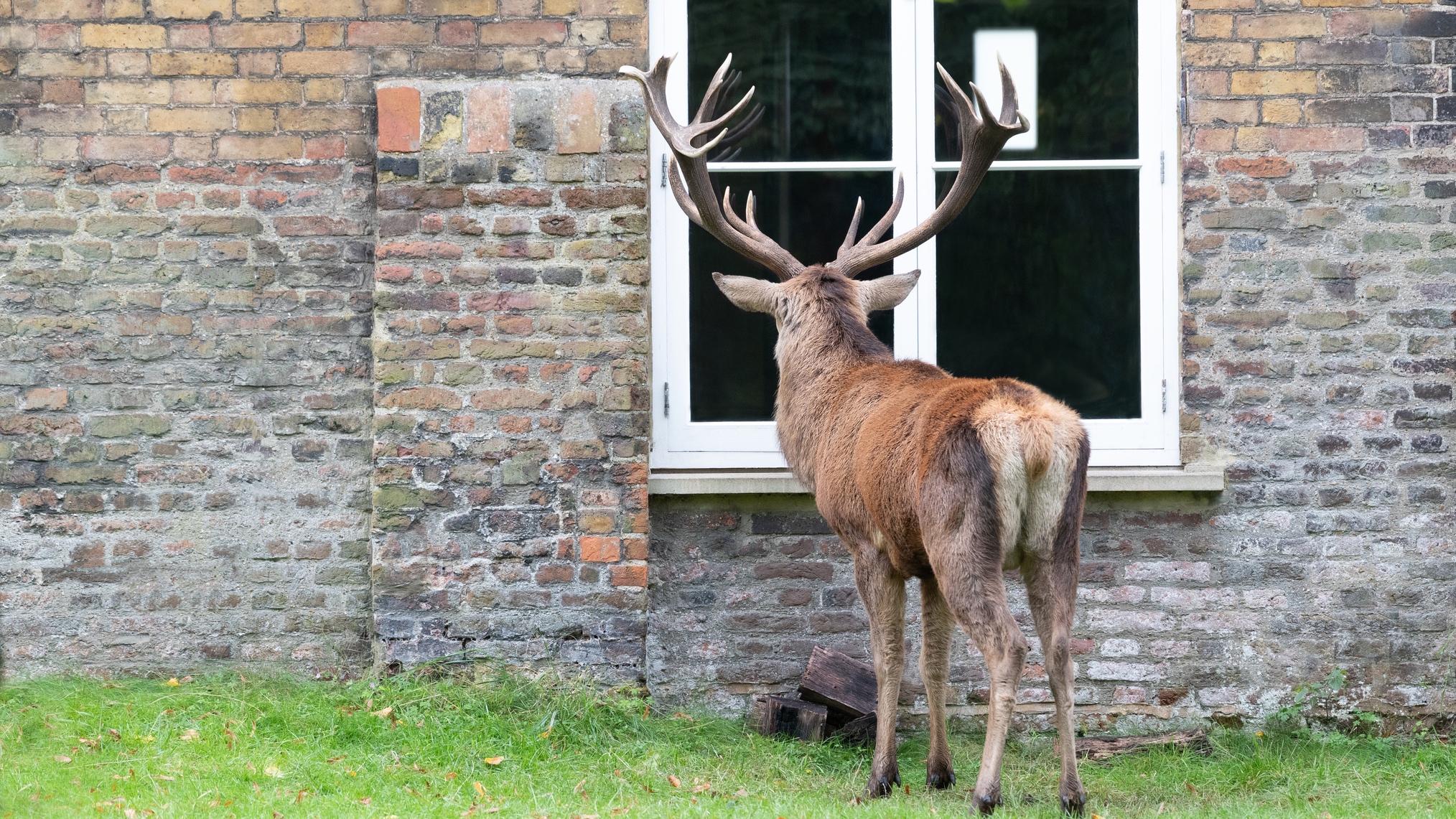 Deer Smashes Through A House Window, Jumps On The Bed