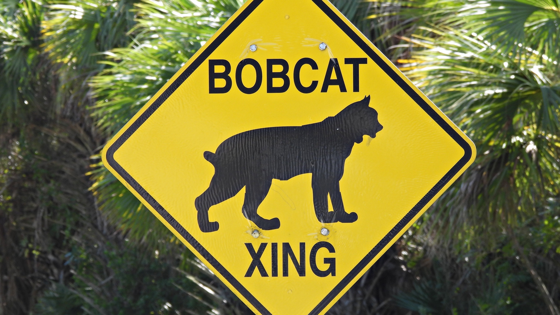 Driver Captures Footage Of A Bobcat Stalking An Alligator