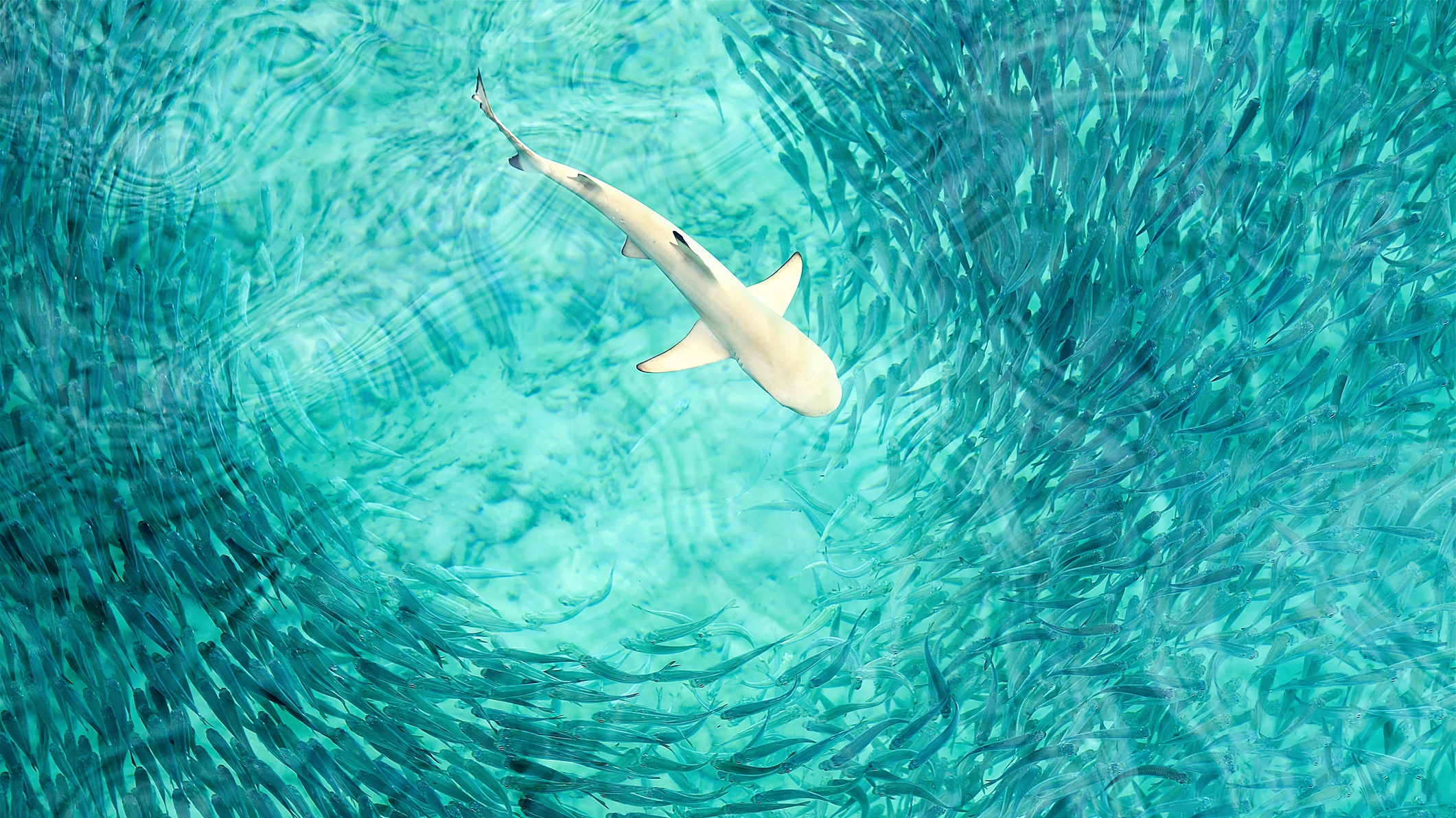 Hundreds Of Sharks Filmed Feeding On Bait Ball In Australia