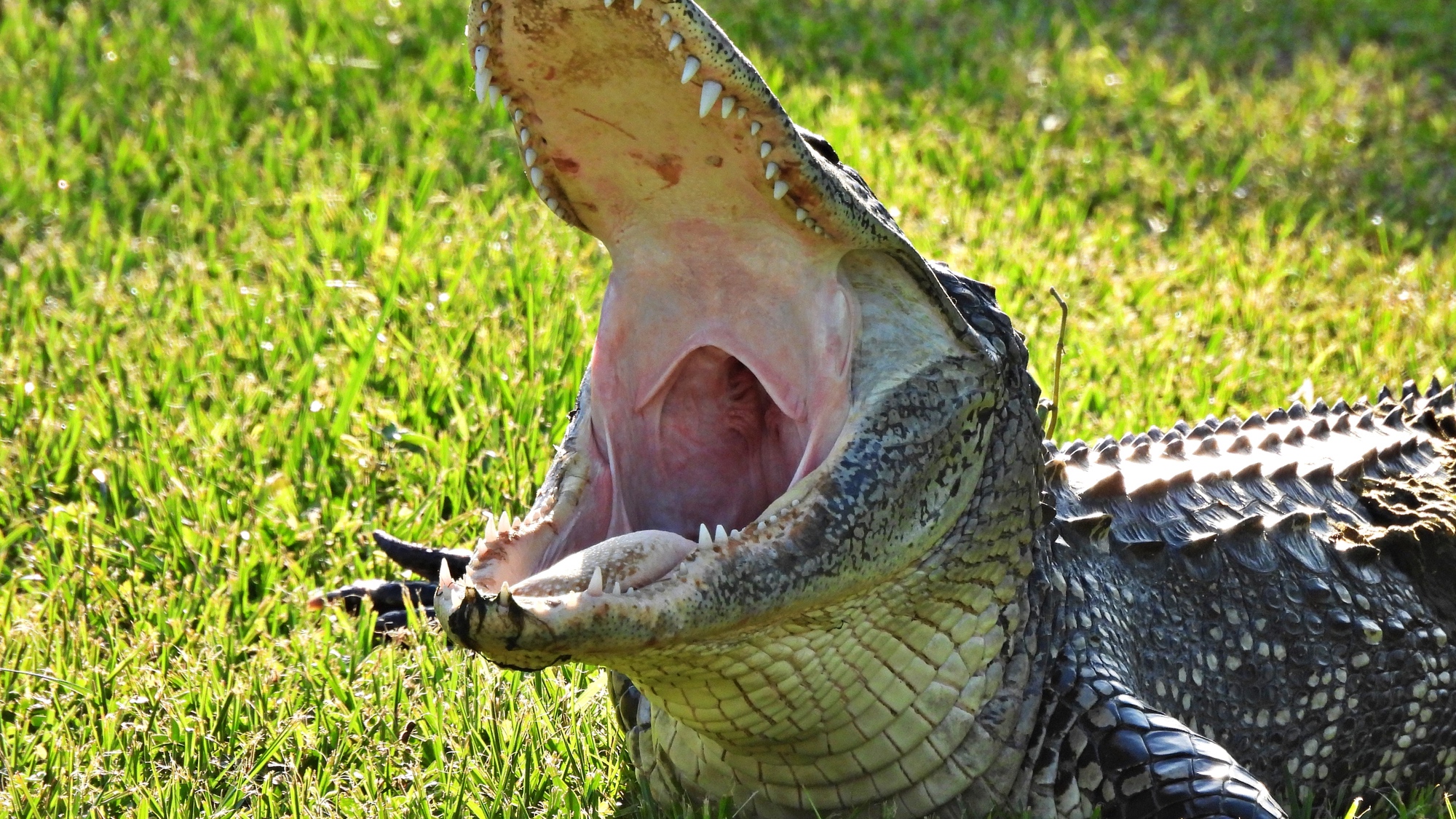 Homeowner Finds 9ft Alligator Locked Inside Fenced-In Backyard