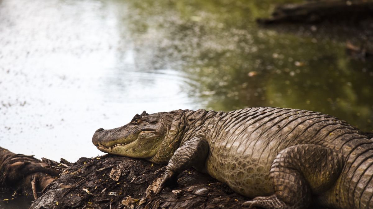 LSU Fans Bring Alligator To Grill At Men's College World Series