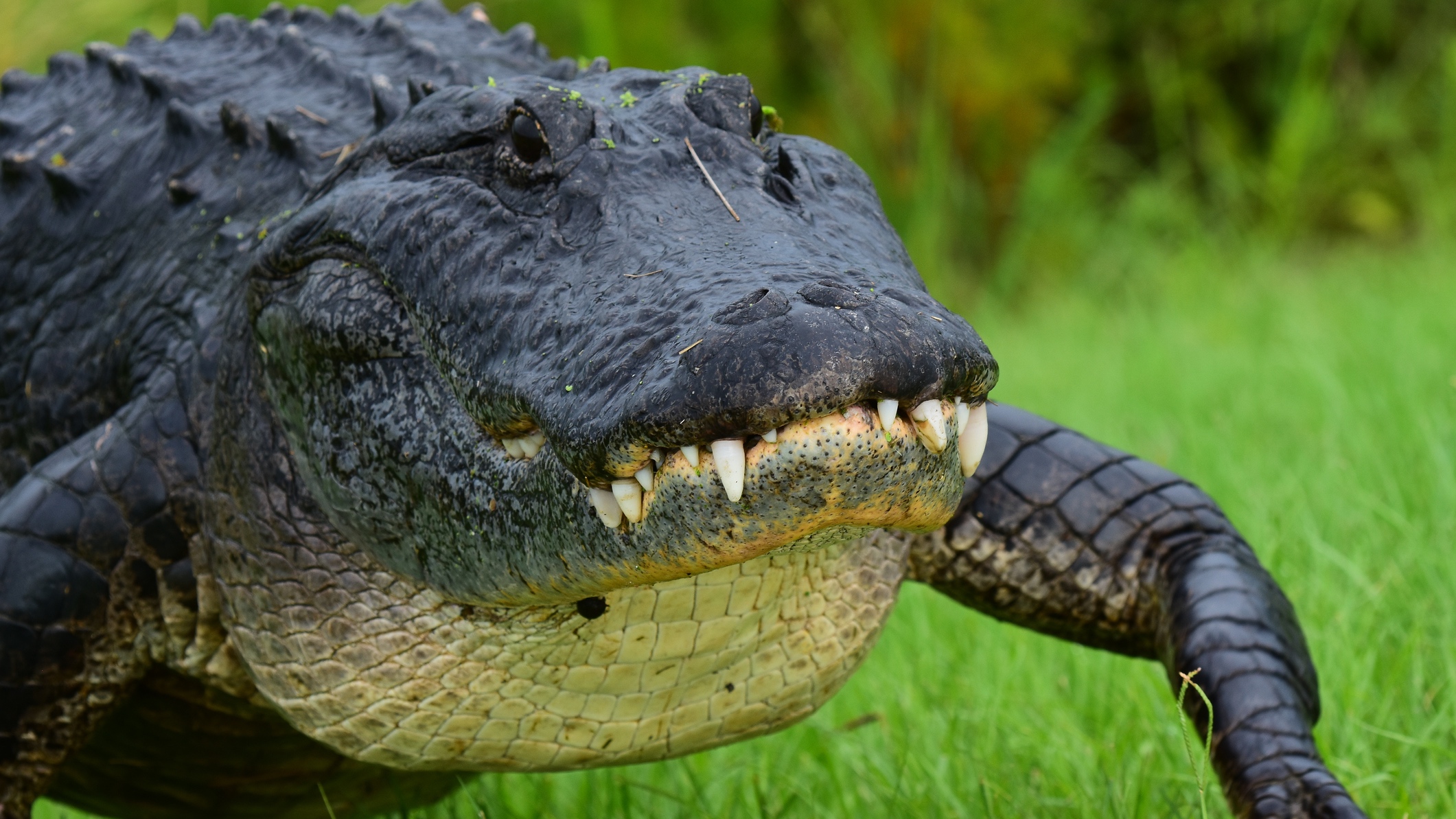 Alligator Breaks Into Louisiana Home Using The Doggy Door