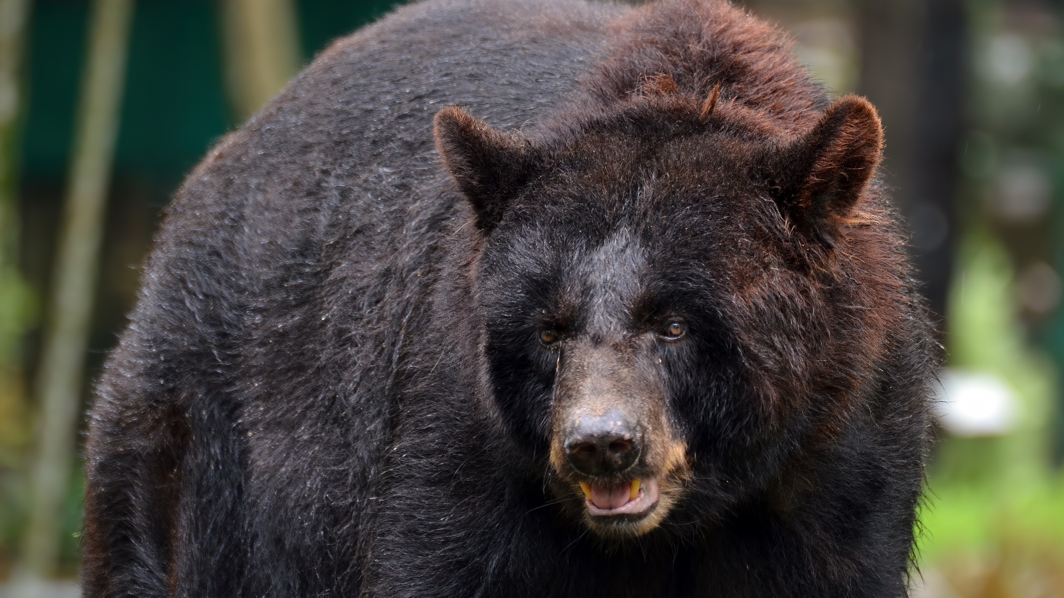 Black Bear Swims Up To Crowded Florida Panhandle Beach