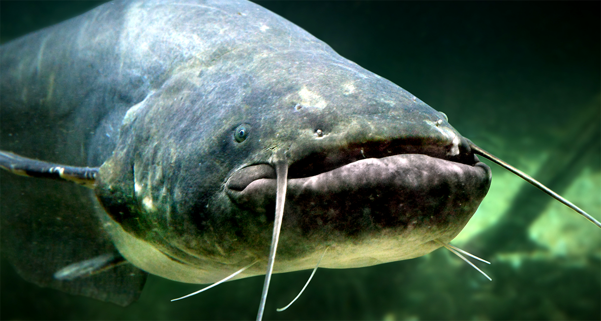 Record Catfish Over 9 Feet Long Caught In Italy's Longest River