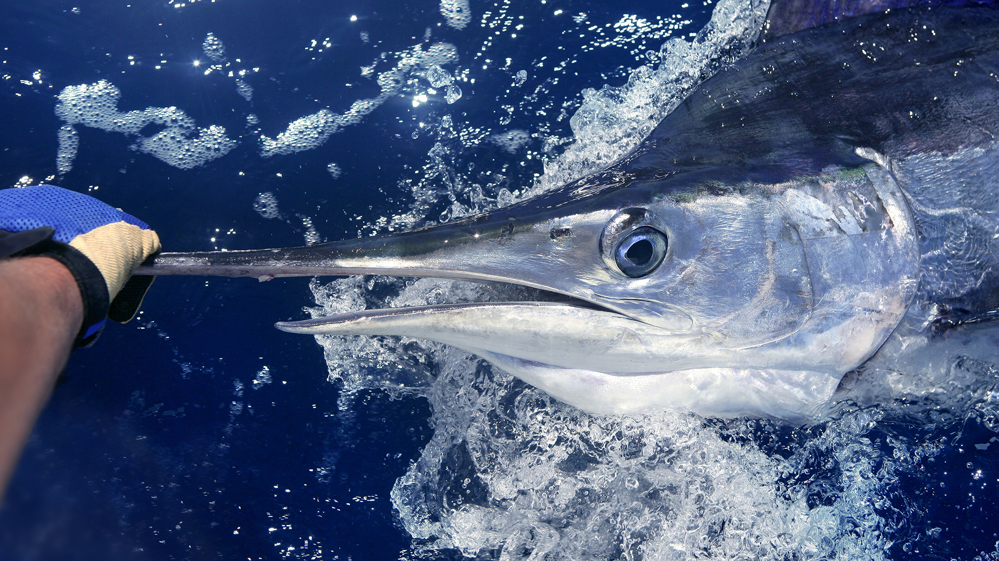 Fishermen Land Big Marlin But Lose $3.5 Million Over Technicality
