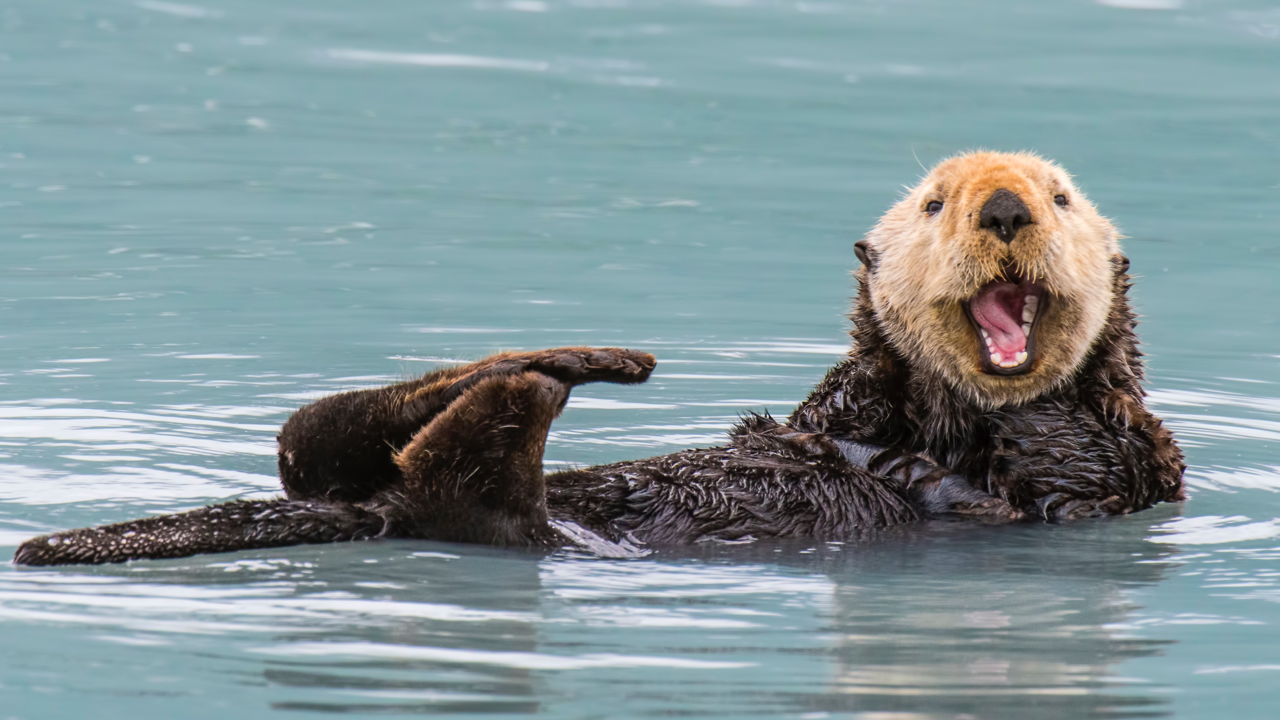 Sea Otter Steals Surfboard, Leaves Santa Cruz Surfer Stranded