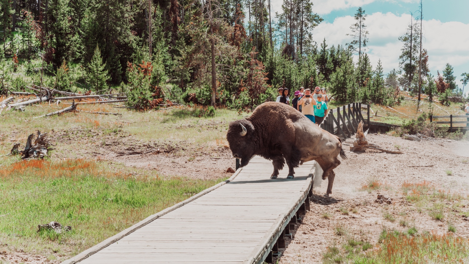 Woman Filmed Taking Selfie With Huge Yellowstone Bison