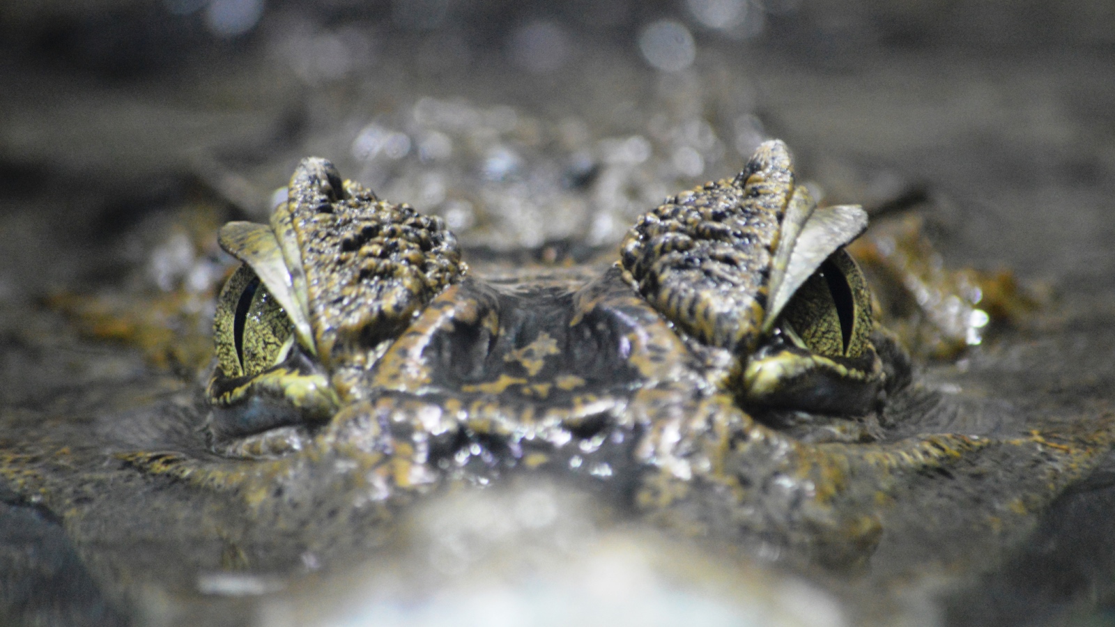 What It Looks Like When A 376-Pound Alligator Gets An MRI