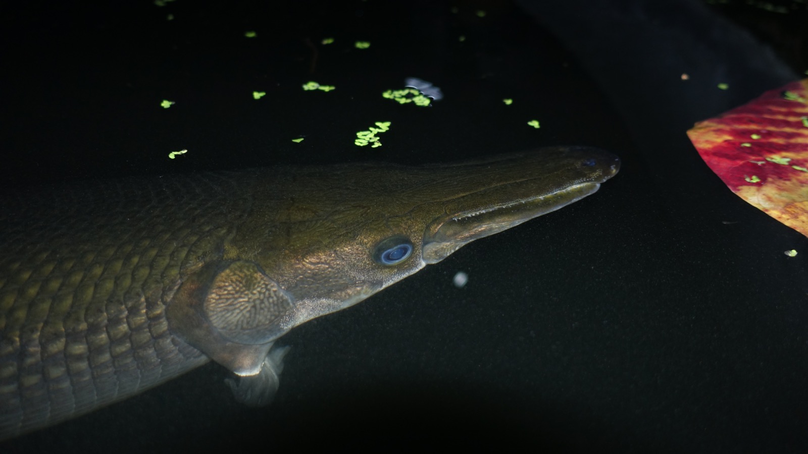 Houston Angler Catches Gargantuan 8-Foot Alligator Gar