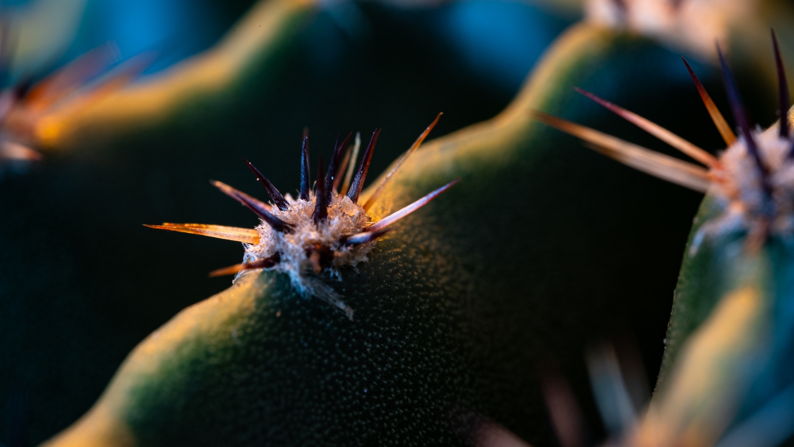 Coyote Peterson Gets Stung By Devil's Toilet Paper In Australia