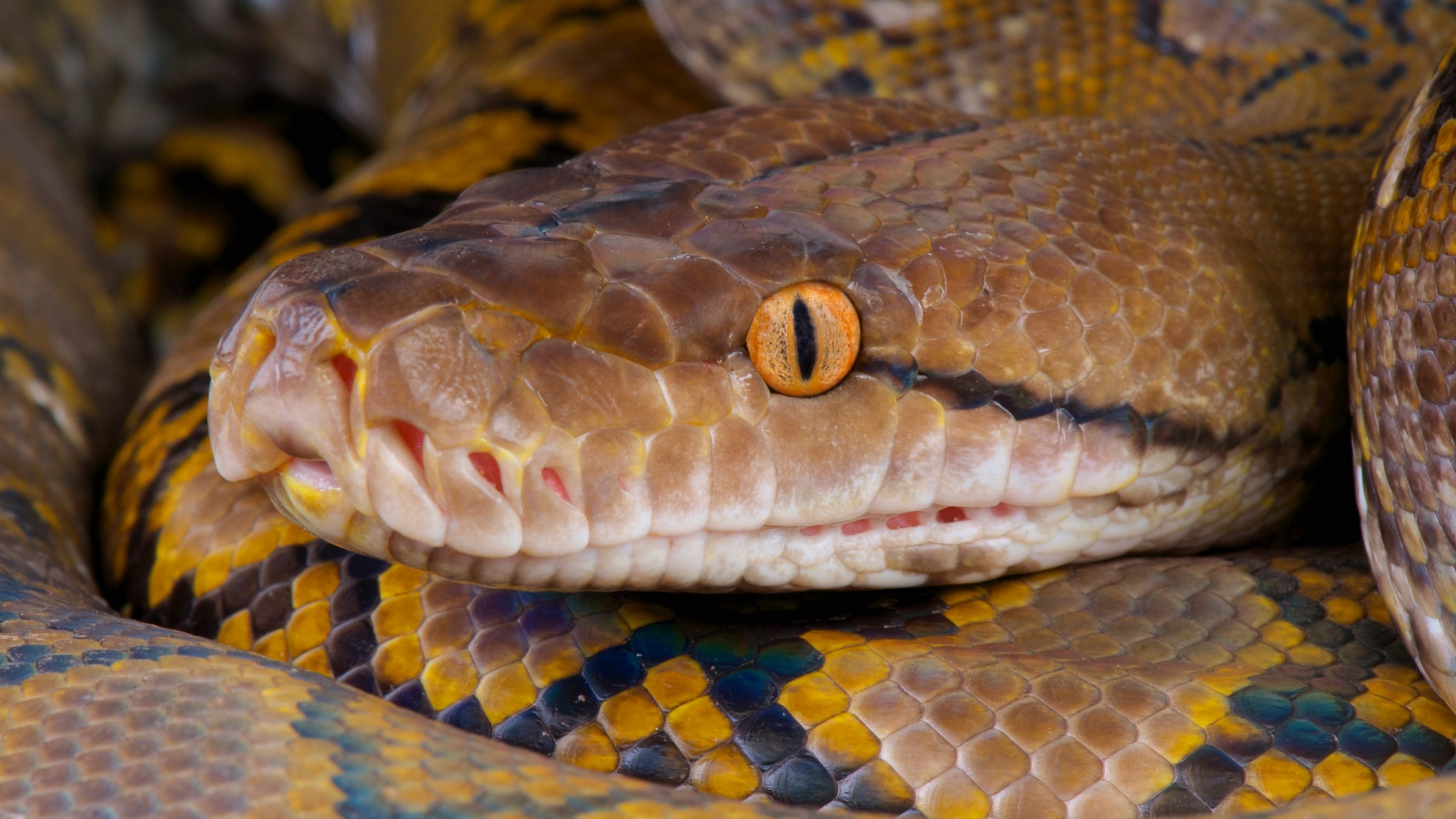 There's A Rare 15-Foot Python On The Loose In Los Angeles