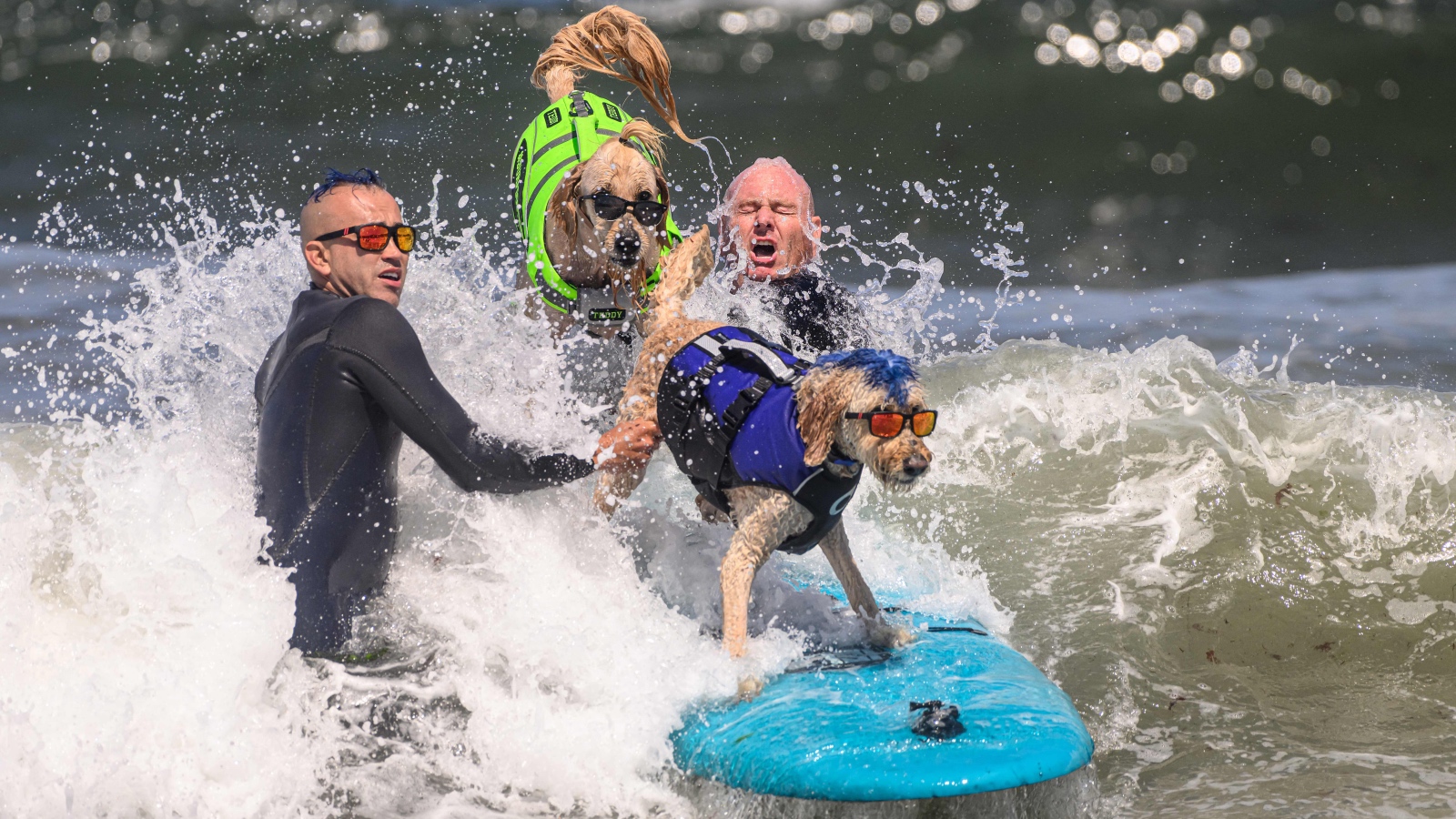 Dog Surfing World Championships Was Full Of Awesome Dogs