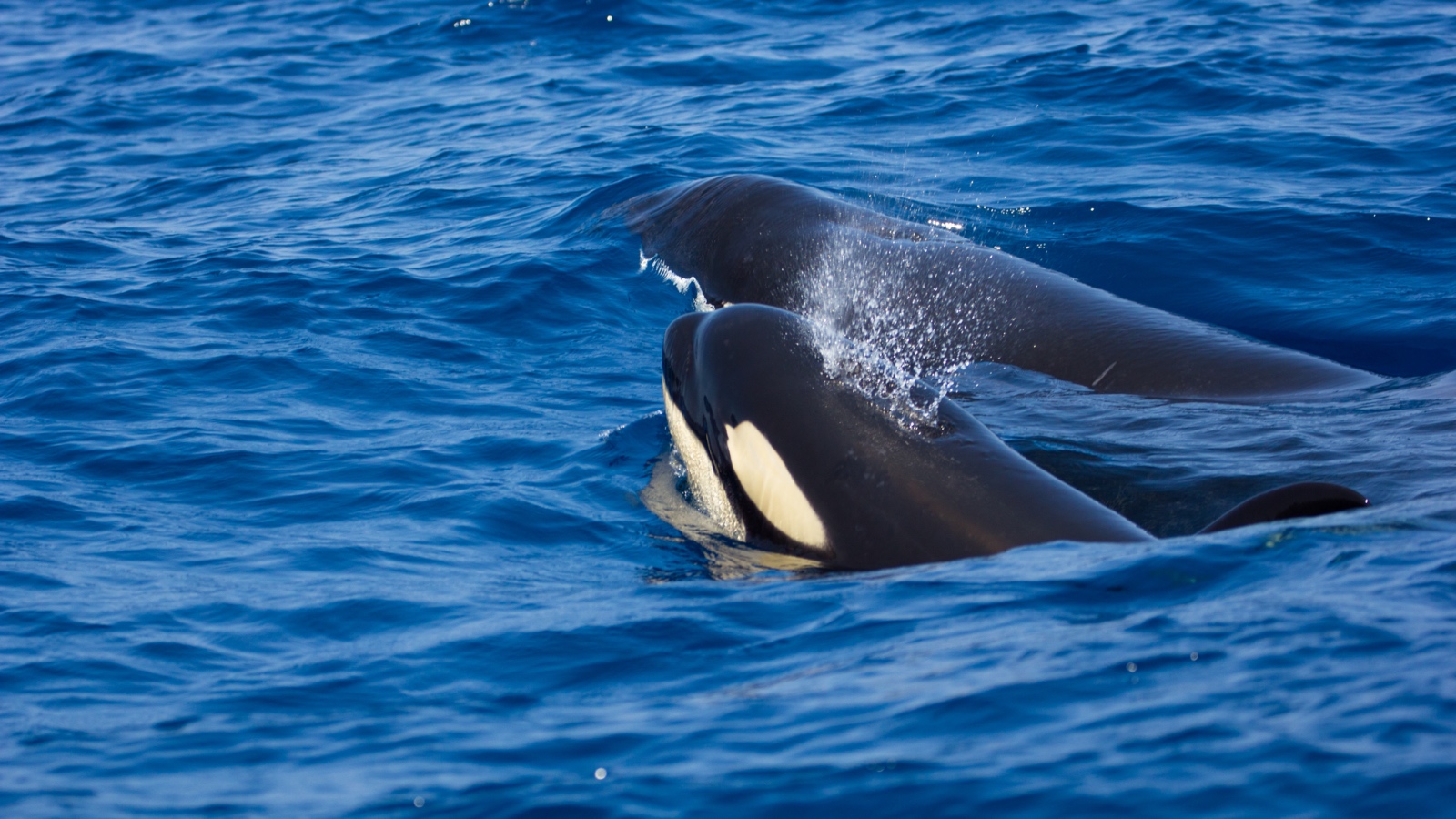 Viral Footage Of Orcas Hunting Dolphins Off San Diego