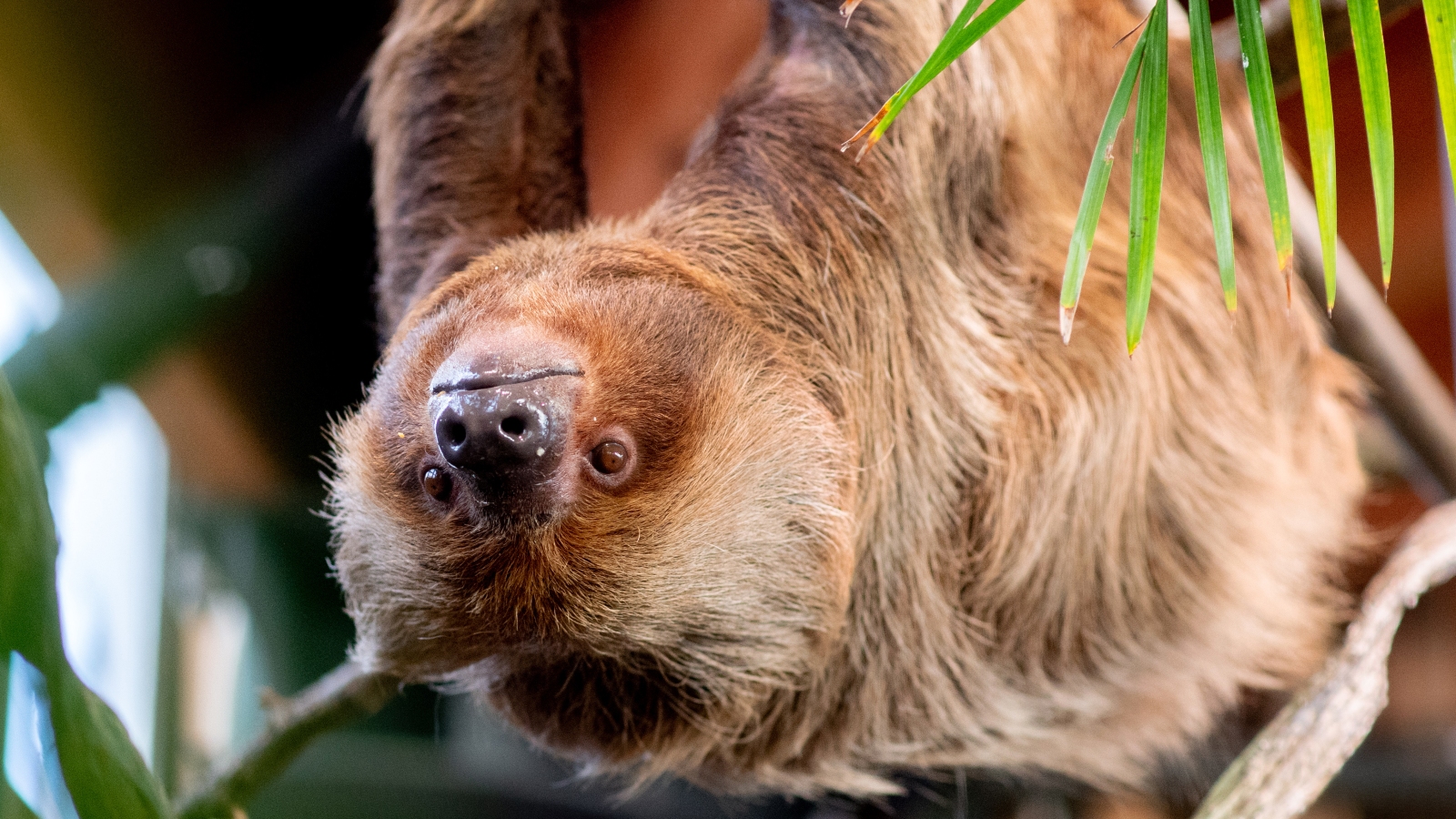 'Slotherhouse' Is A Movie About A Killer Sloth & The Trailer Is Wild