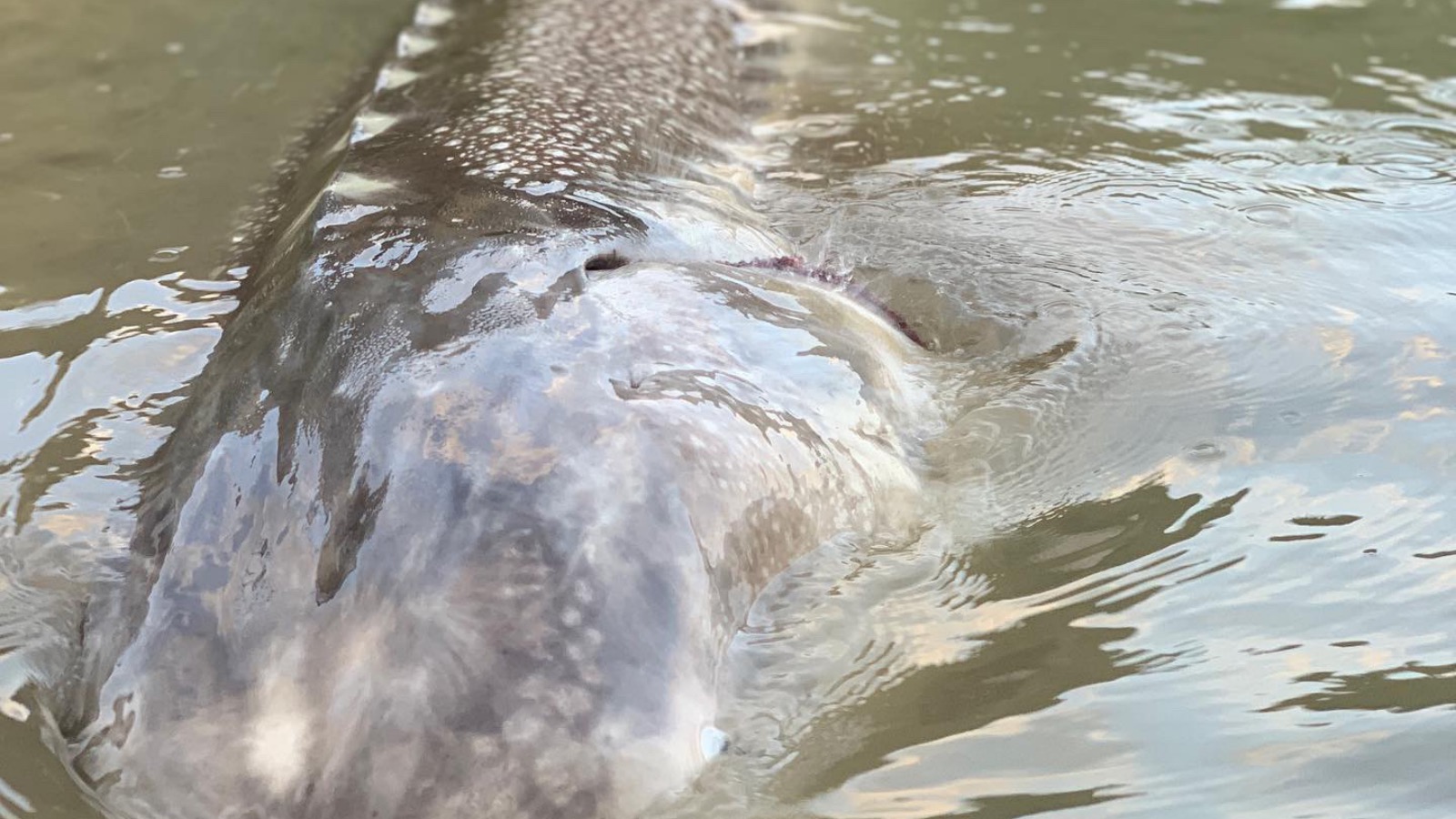 Donnie Vincent, Guy Who Lived With Wolves, Catches Sturgeon