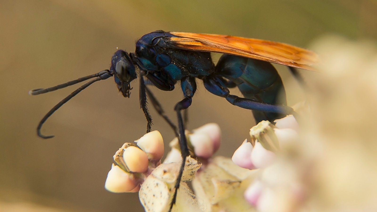 Bug Specialist Shows How Powerful Tarantula Hawk Venom Is
