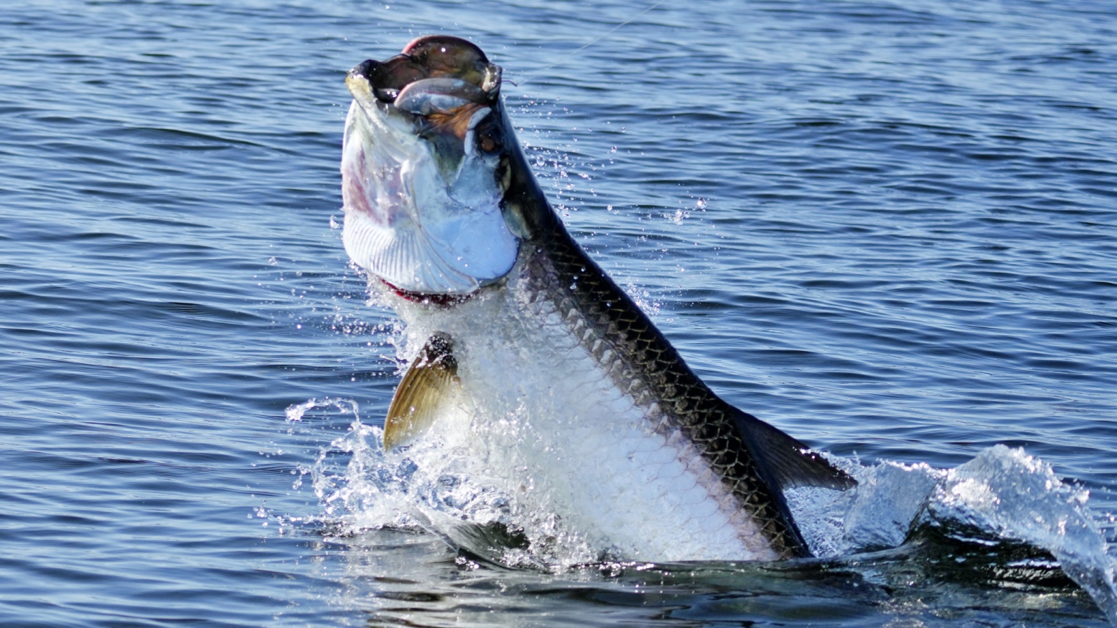Martha's Vineyard Angler Catches 6' Tarpon Fishing For Bluefish