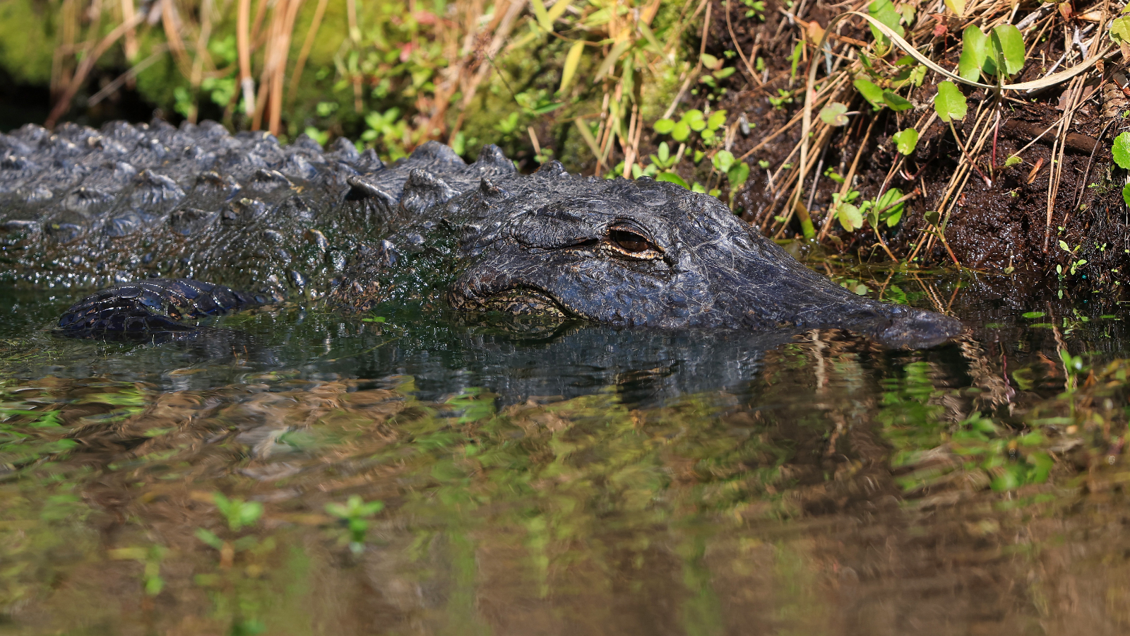 Phillies Fan Tries To Take 'Emotional Support Alligator' Into Ballpark