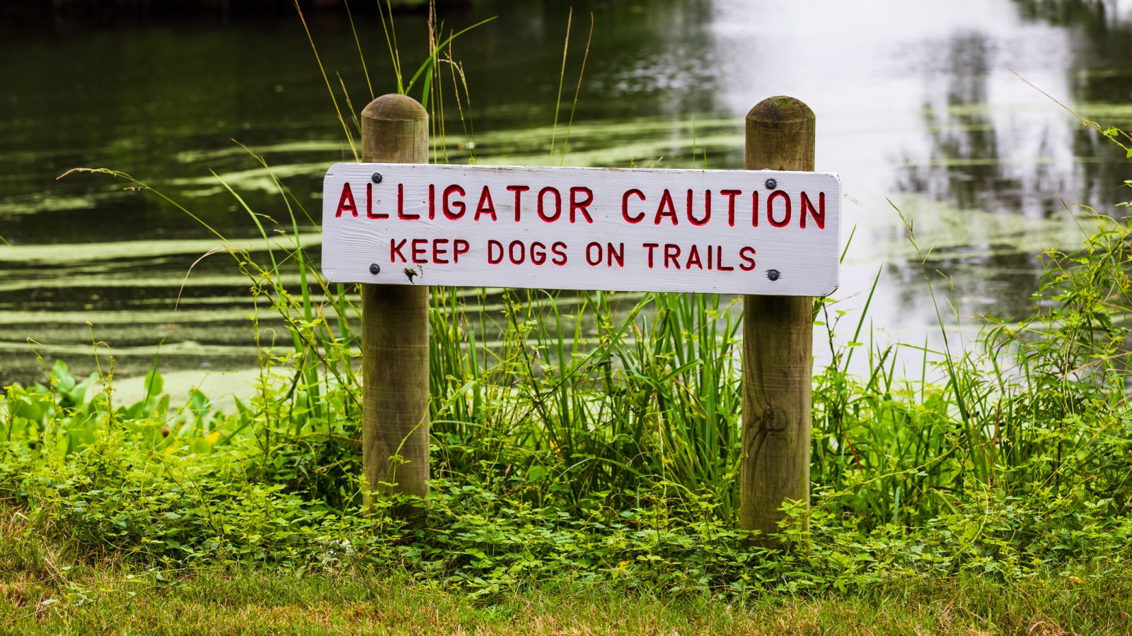 Huge 920-Pound Alligator Captured, Second-Heaviest Ever In FL