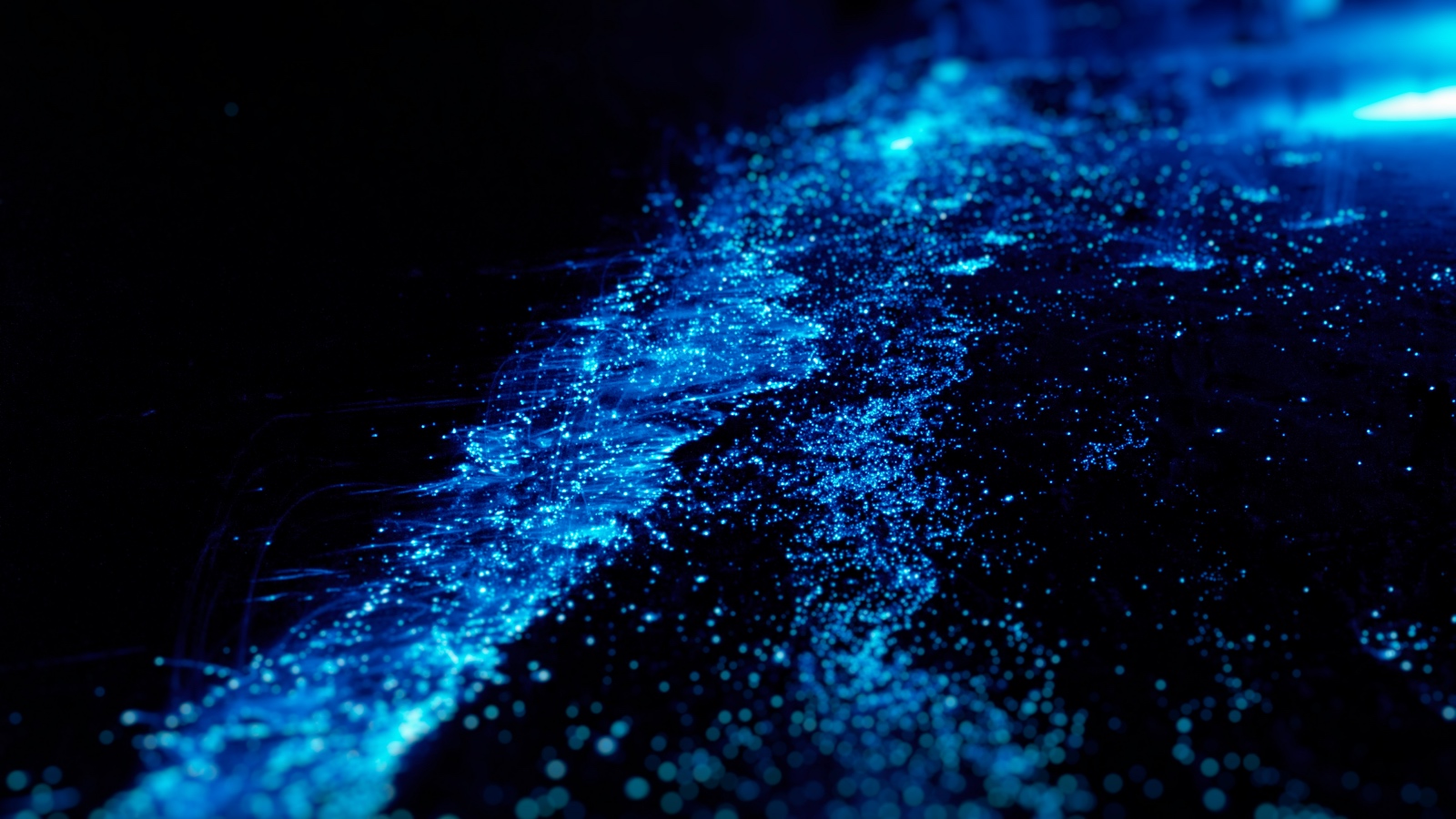 Dolphins Swimming Through Glowing Bioluminescence At Night