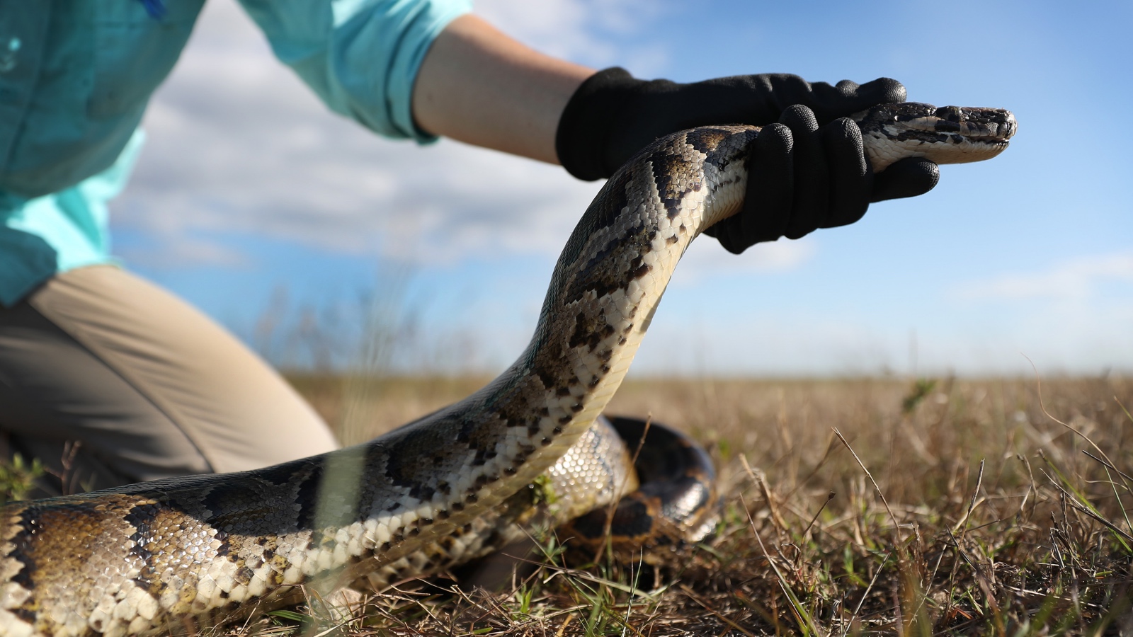 16ft Burmese Python Captured By Florida Hunter On A Solo Trip